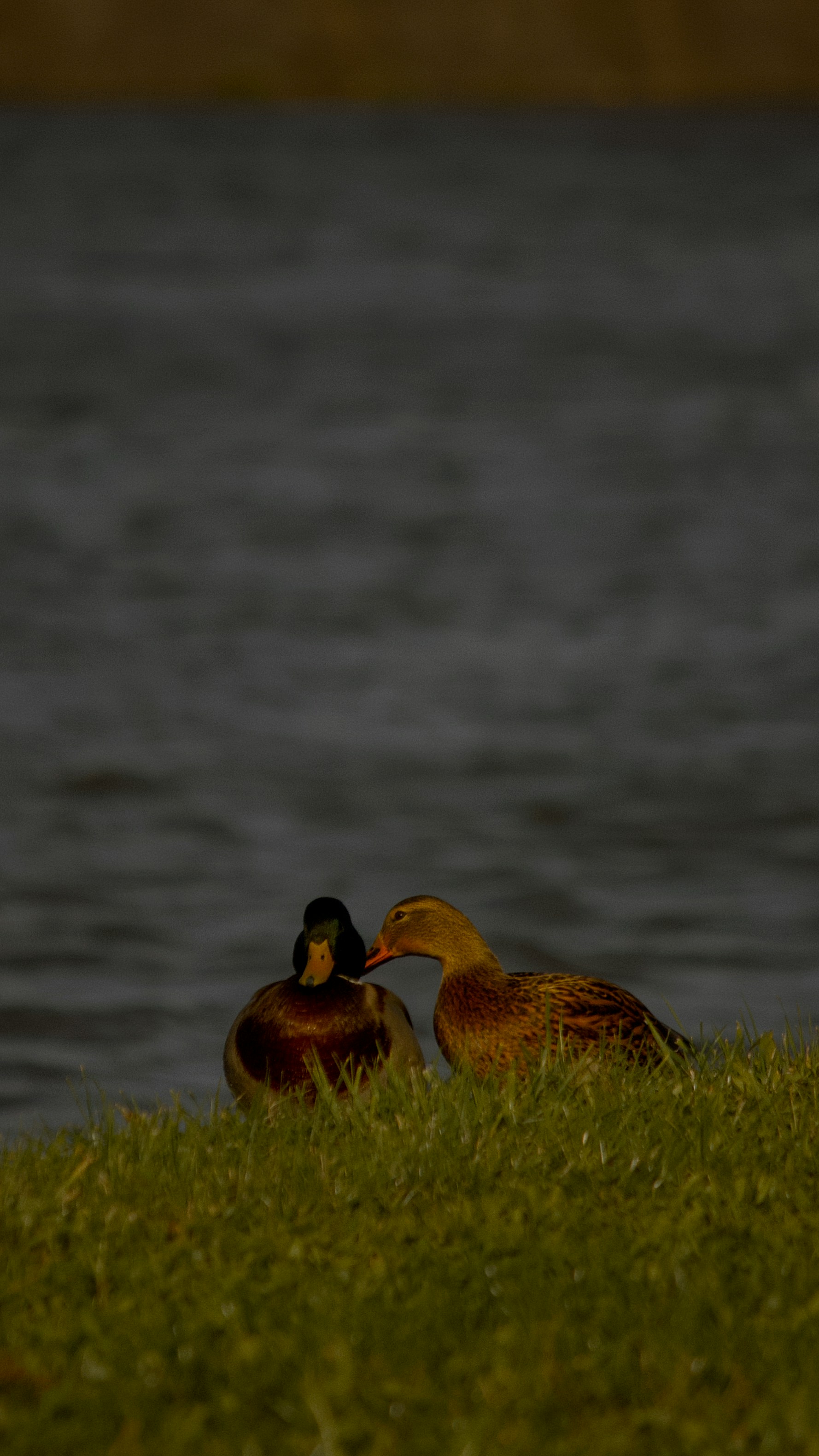 Two Mallards Rest by the Grassy Lakeshore