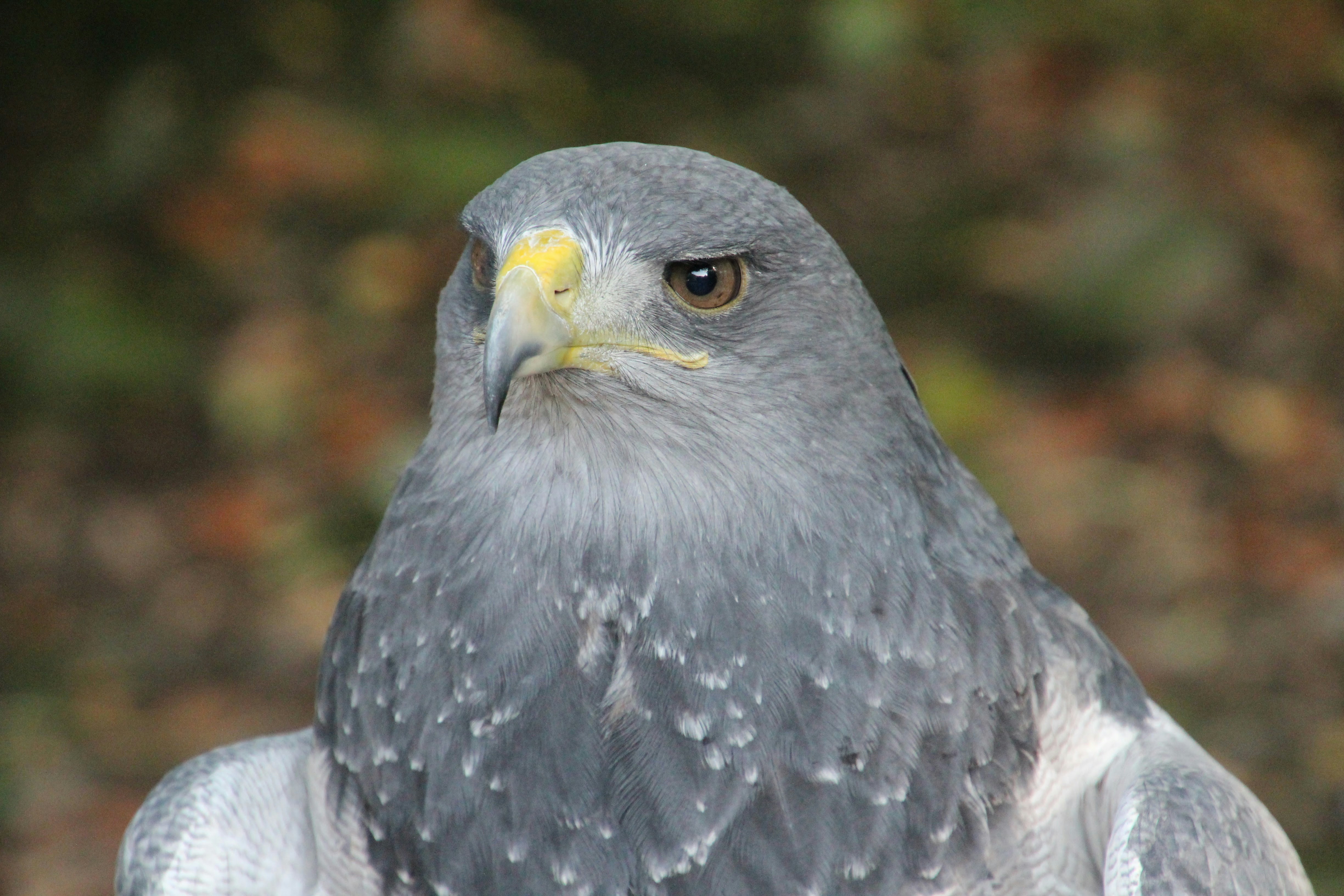 Stare of the Grey Sentinel