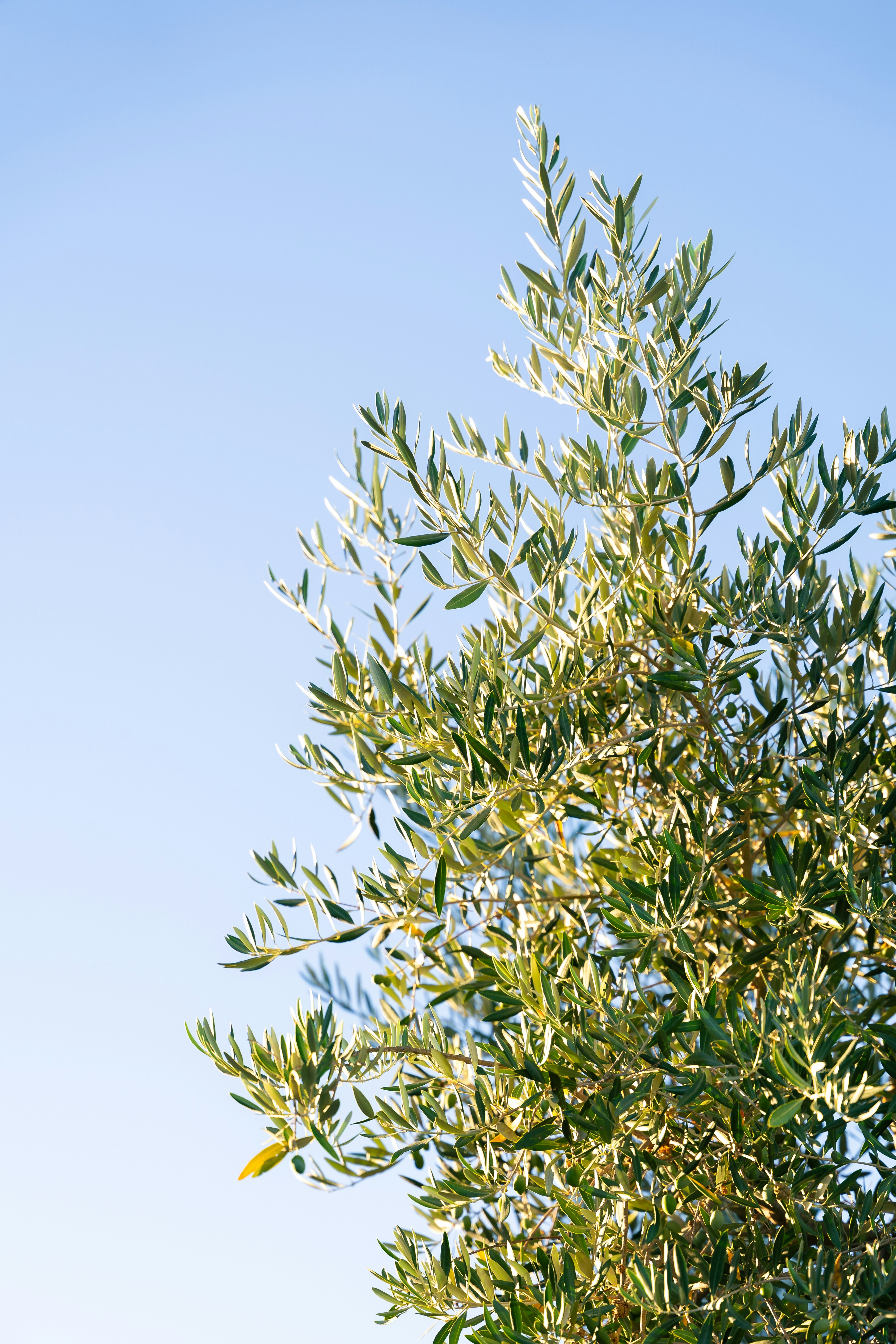 Photo by Tiago Ferreira with Sony Alpha 7 III