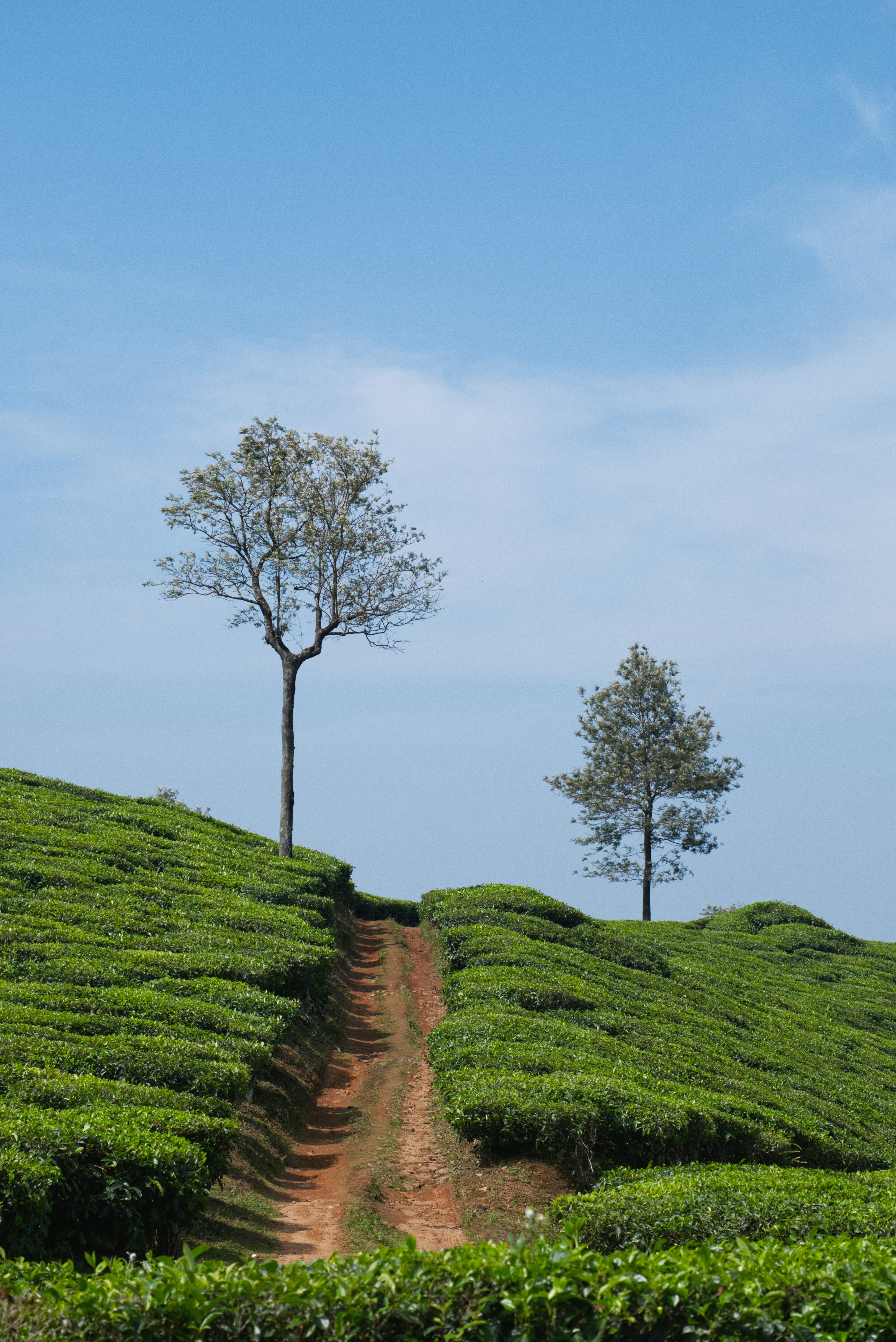 Between Tea Terraces: The Quiet Path Under Twin Sentinels
