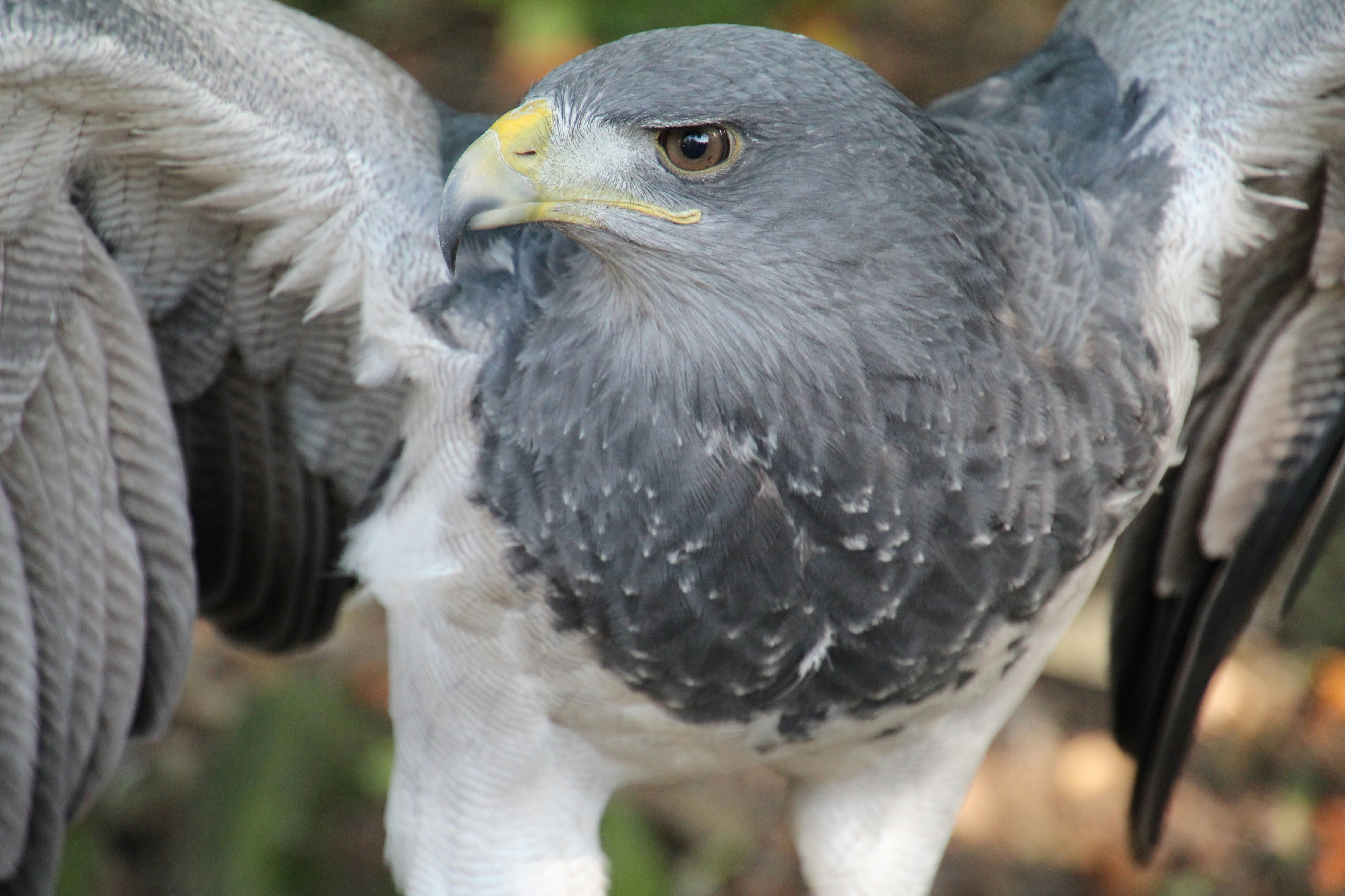 Falcon Close-Up: A Steely Gaze Beneath Grey Feathers