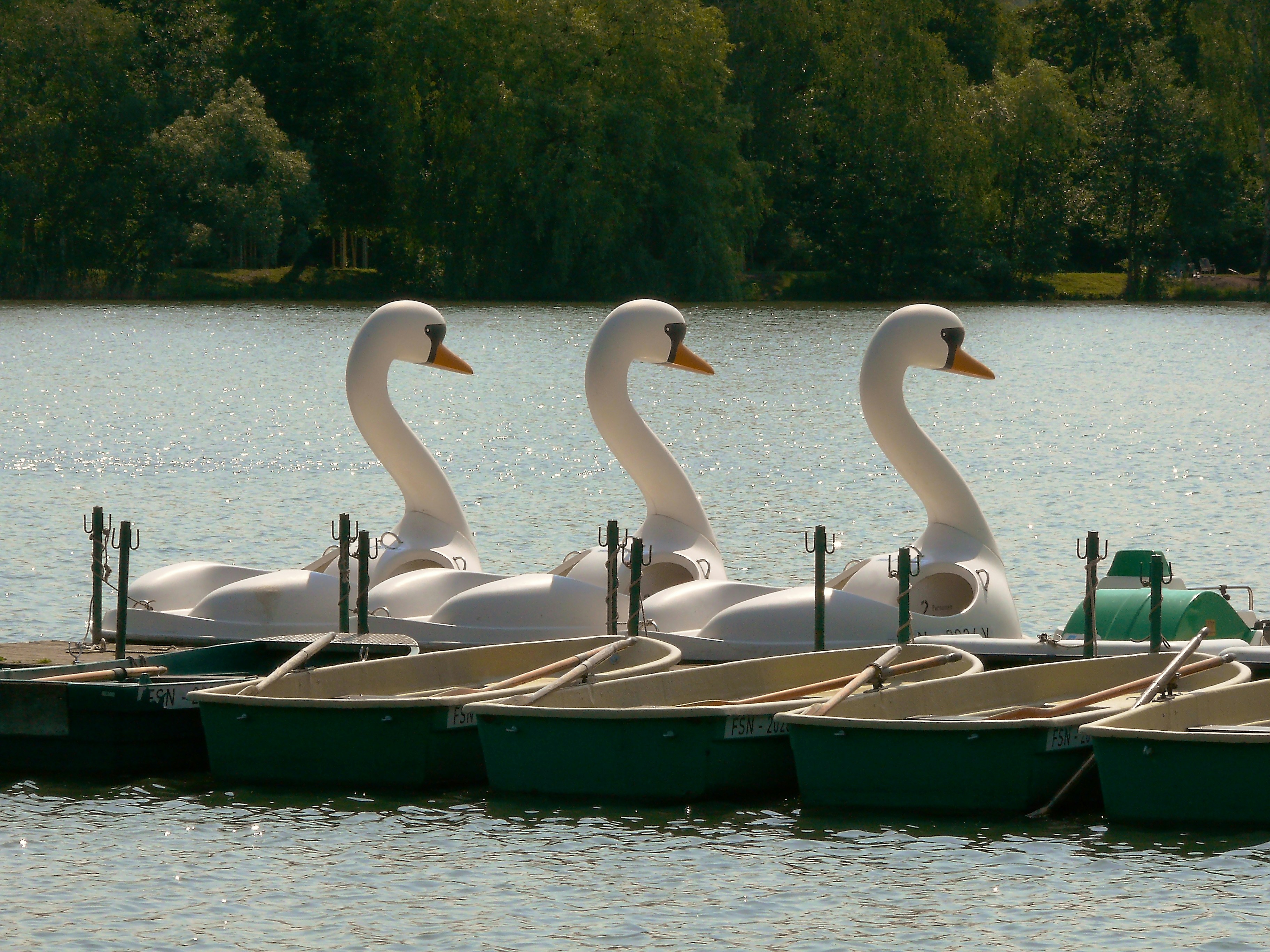 Trio of Swans Align on a Quiet Lake Beside Rowboats