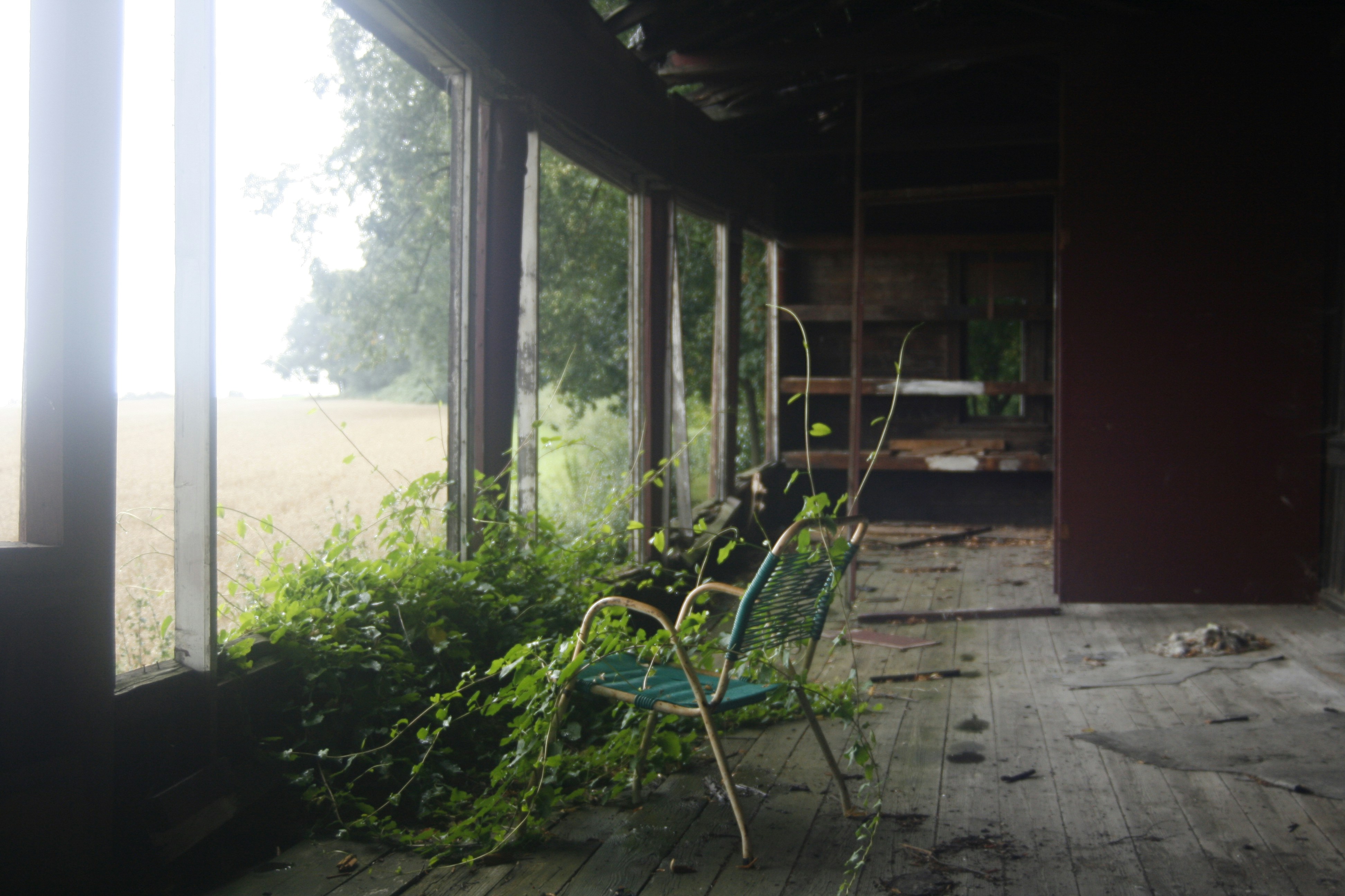 Ivy Reclaims a Sunlit Veranda