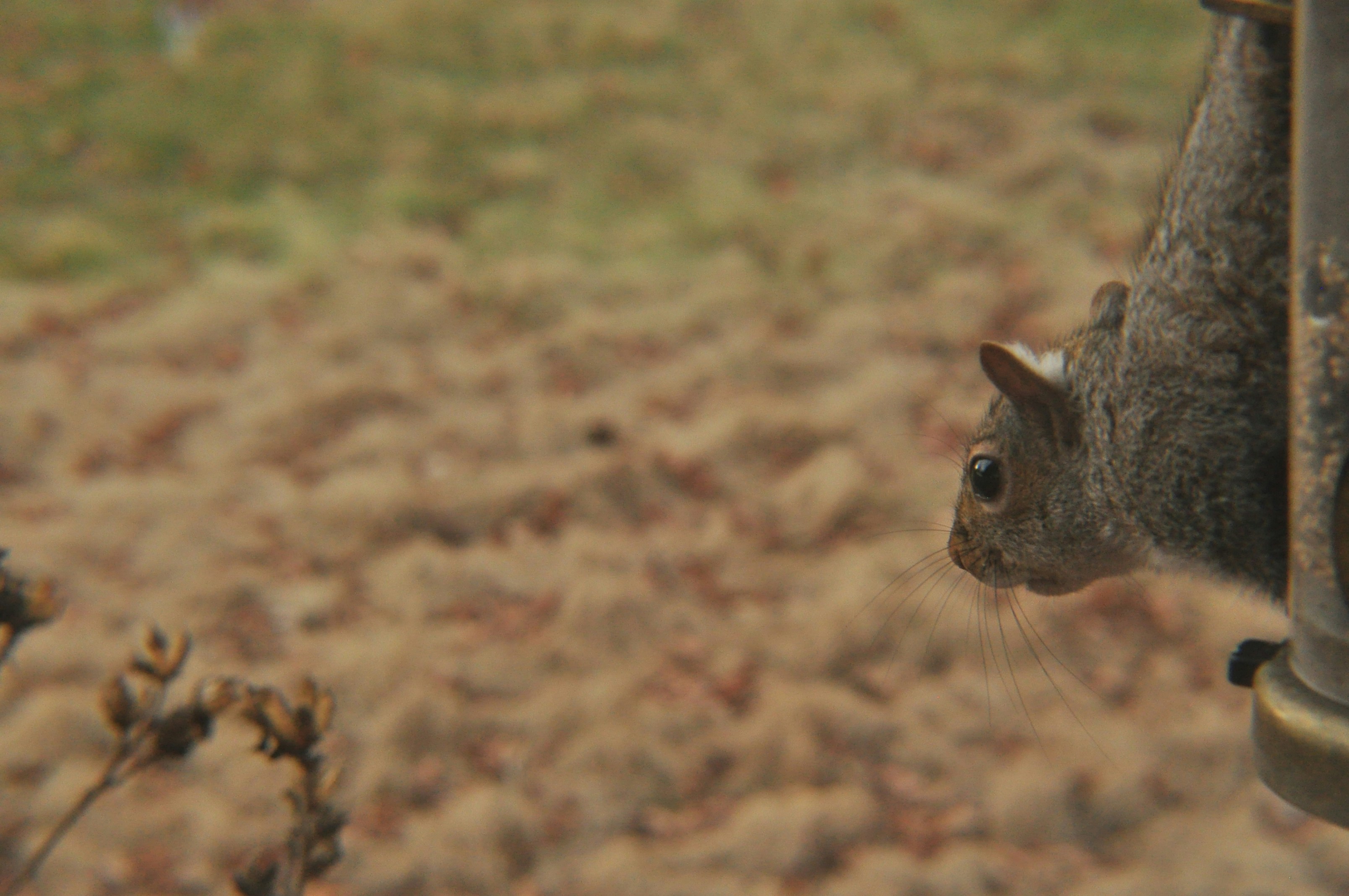 Squirrel preparing to jump from bird feeder.