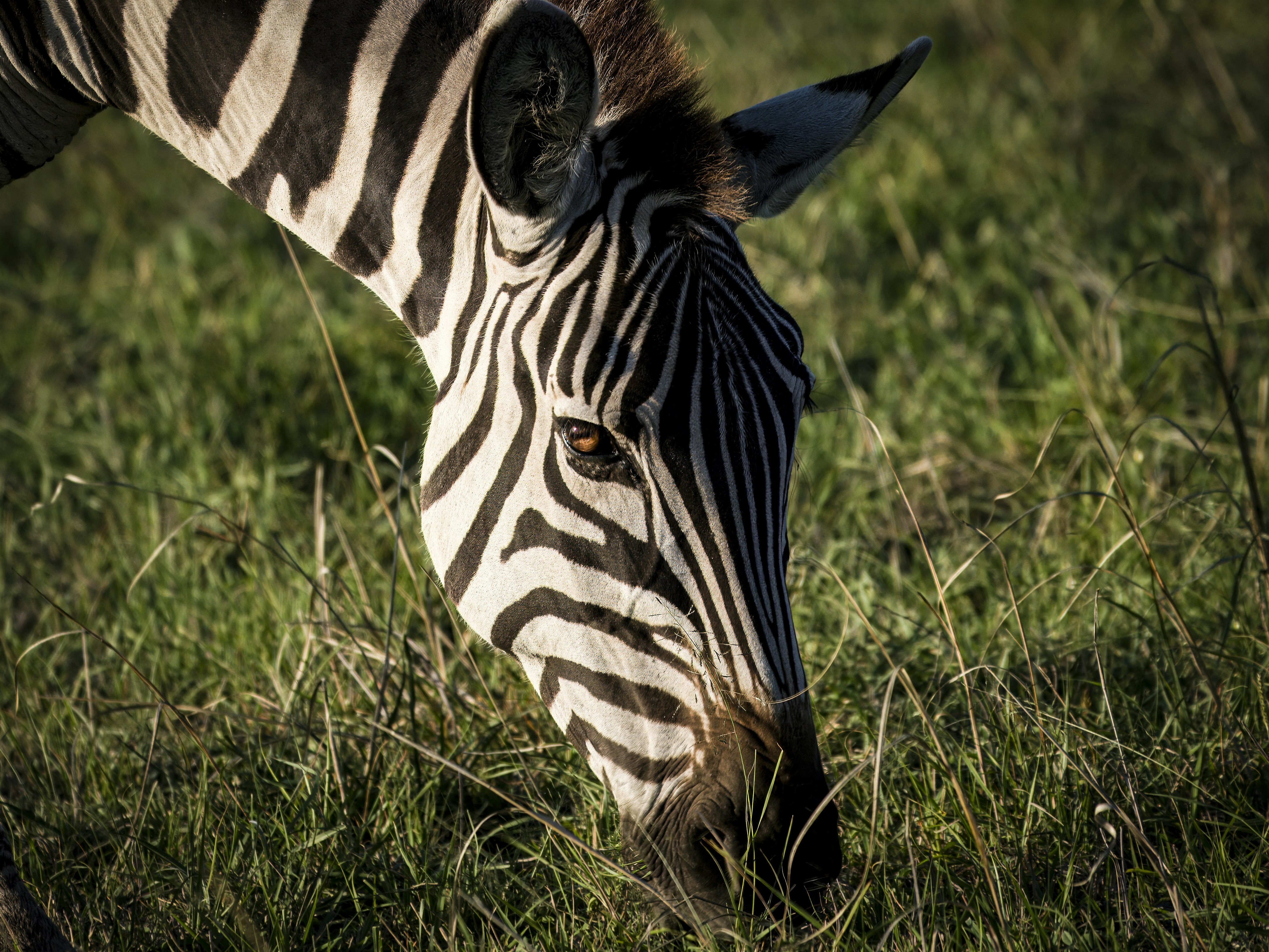 Photo by Glennice Burns with Canon EOS 80D