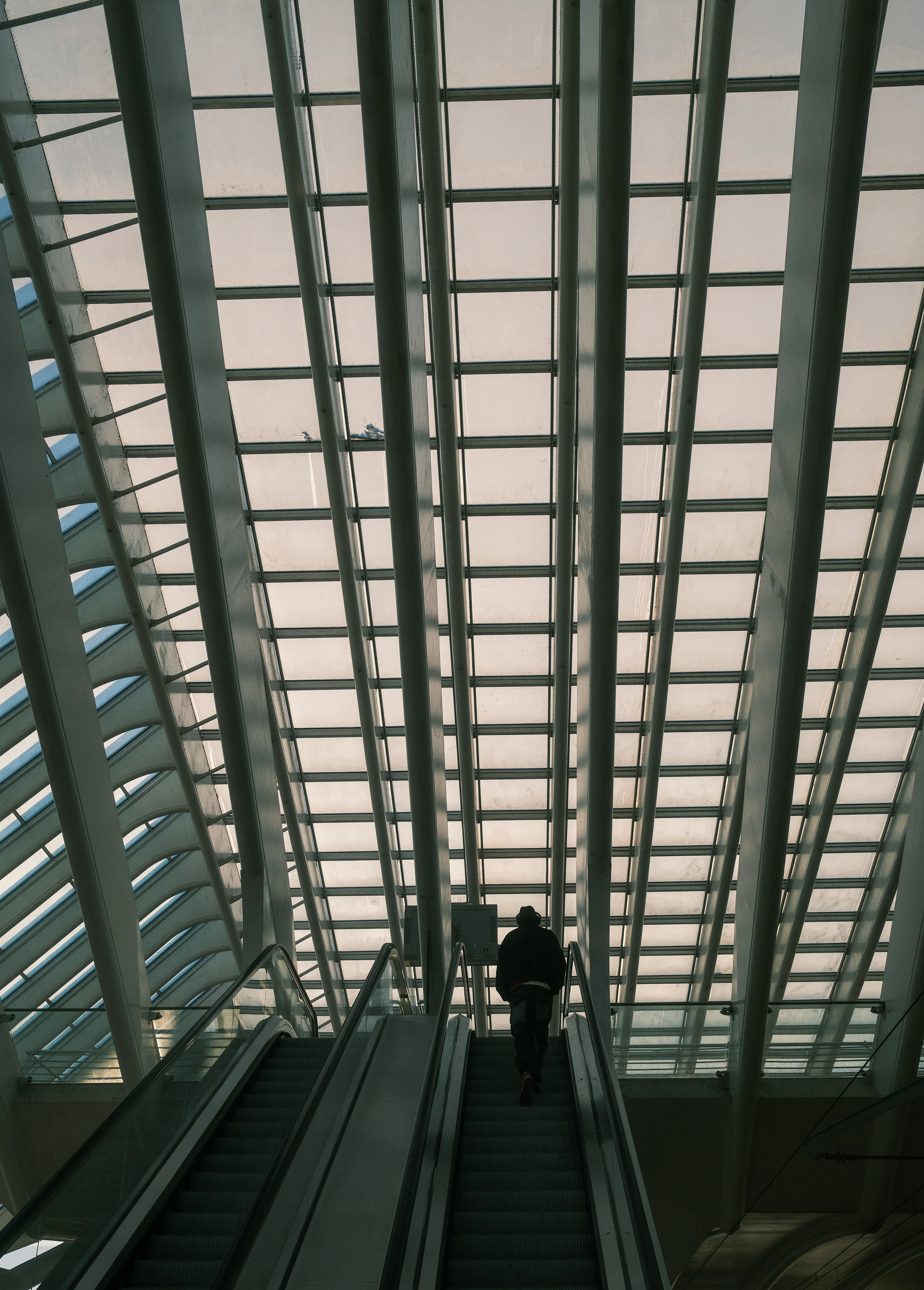 Escalator Ascent Through a Grid of Glass and Steel
