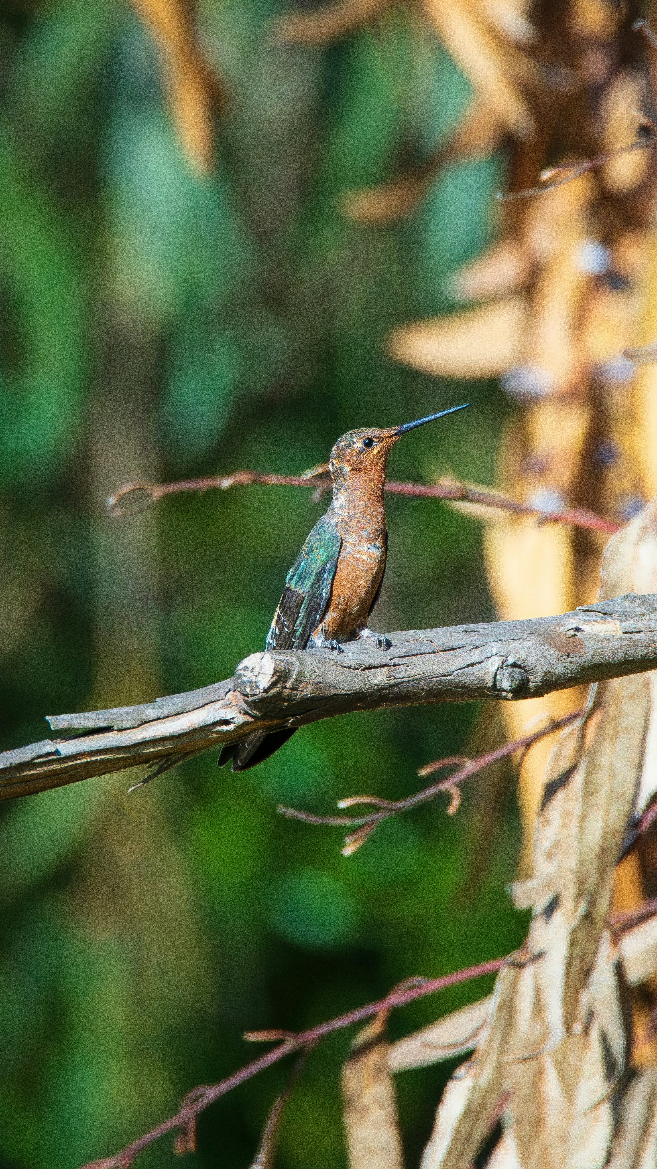 Orange-chested Hummingbird with Teal Wings Perched on a Weathered Branch