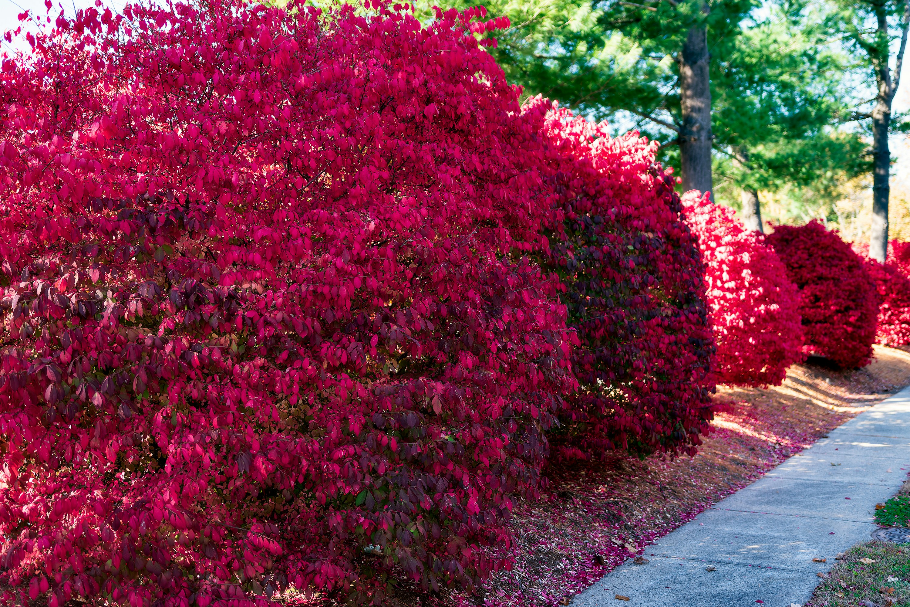 Row of vibrant red bushes along a sidewalk. photo – Free Autumn Image ...