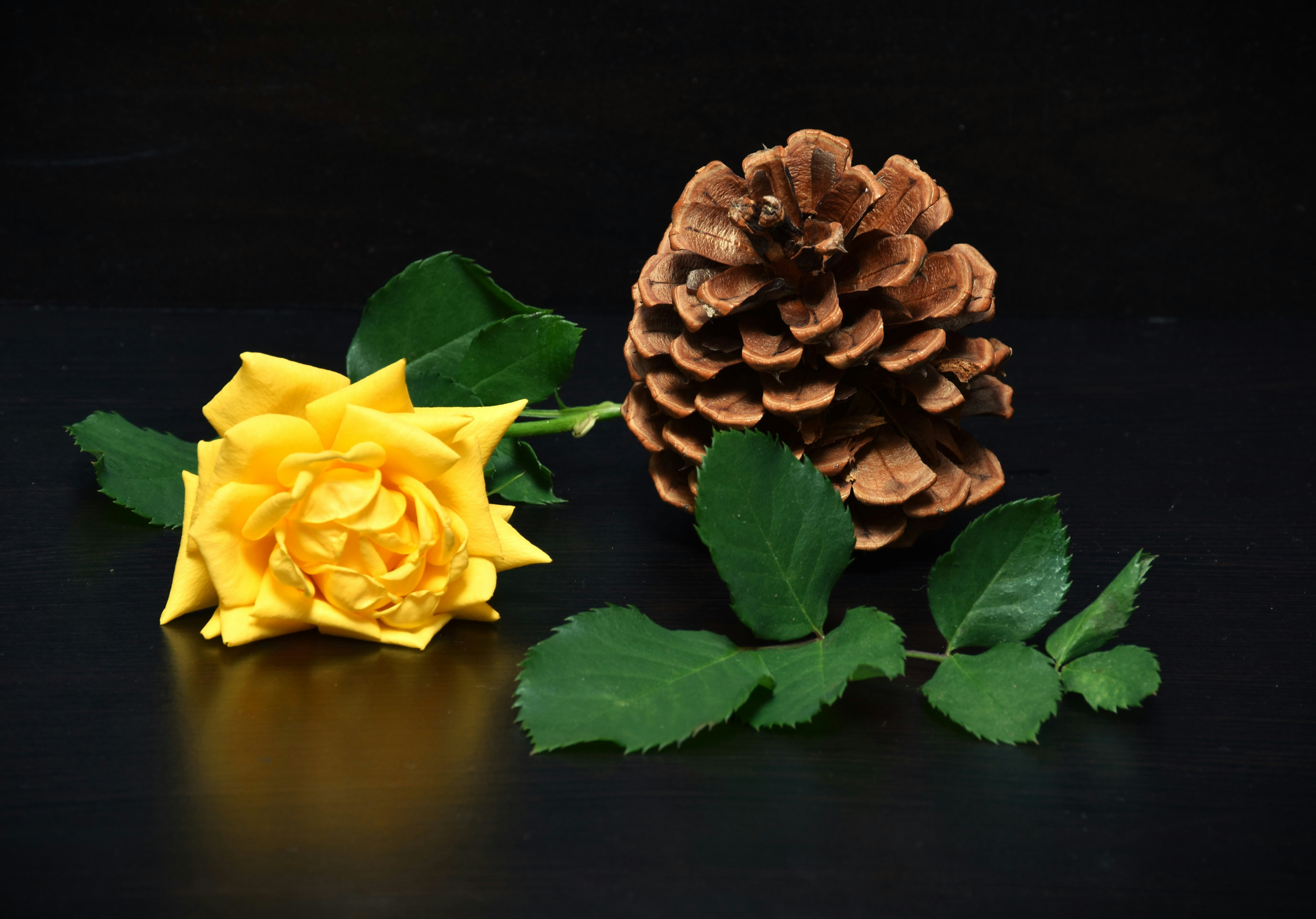 Amber Bloom and Rustic Cone: a Quiet Studio Still Life