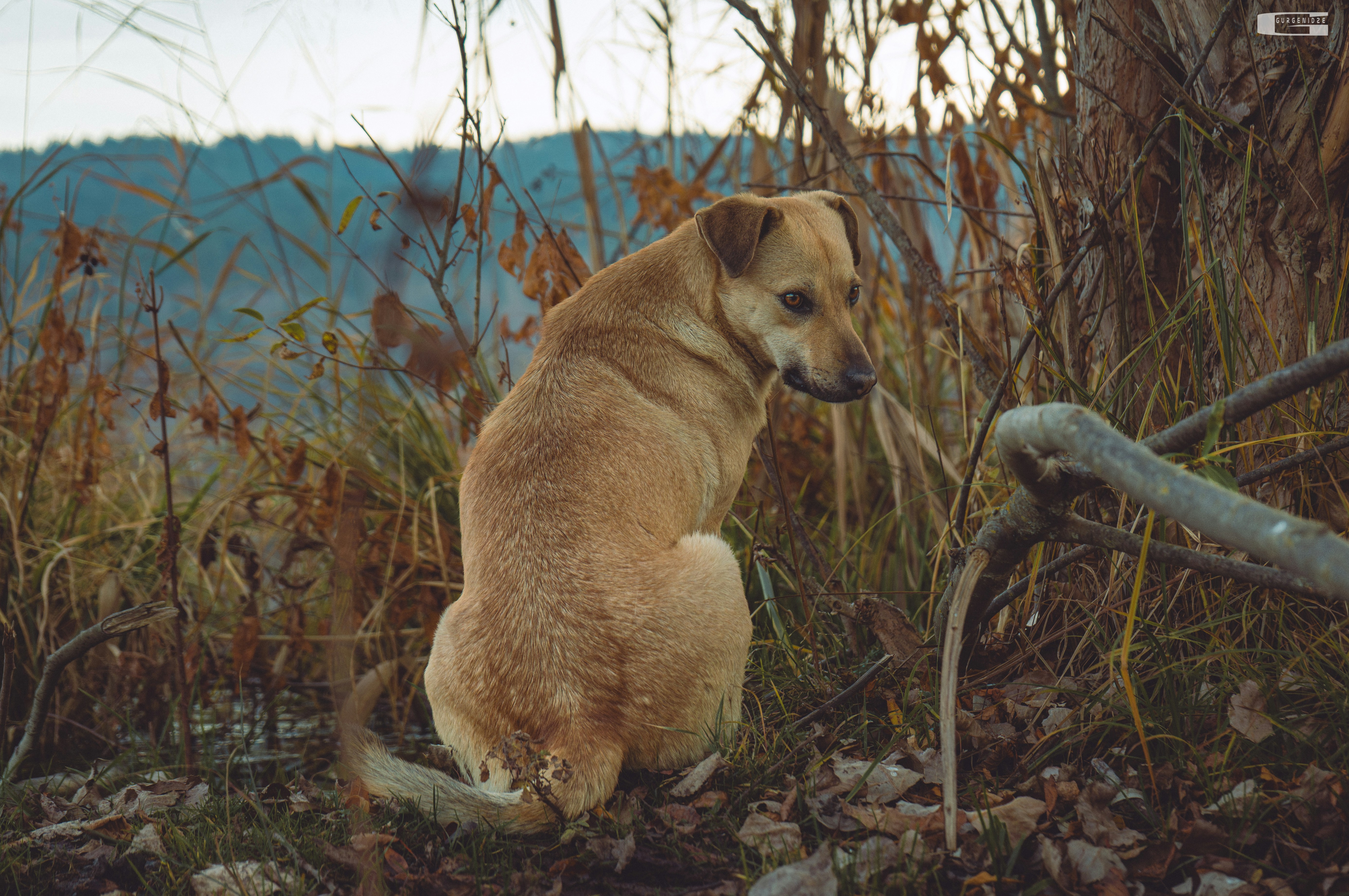 Solitary dog seated among autumn reeds beside a hillside creek
