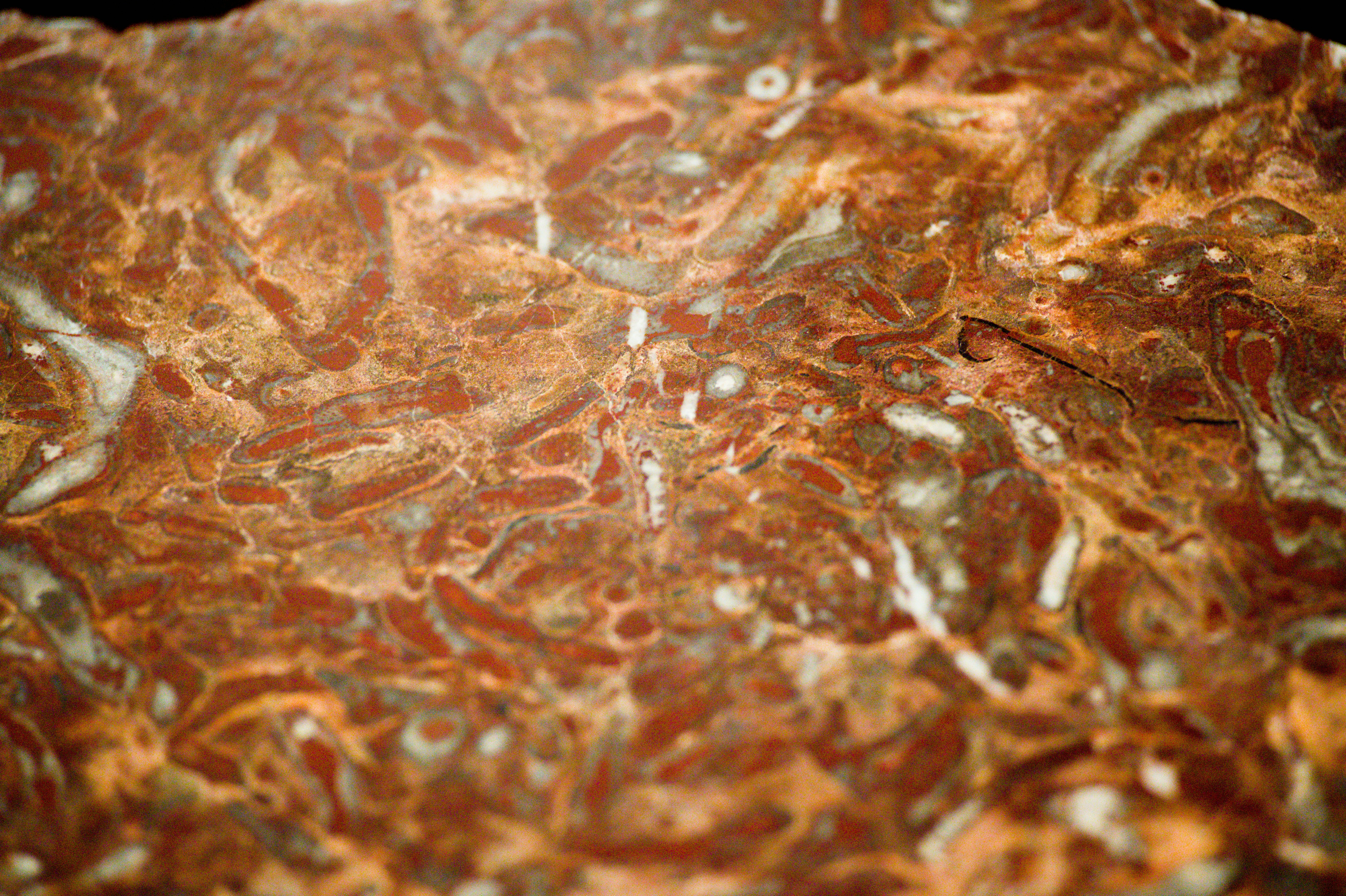 Photo by Amin Zabardast with Nikon Z30