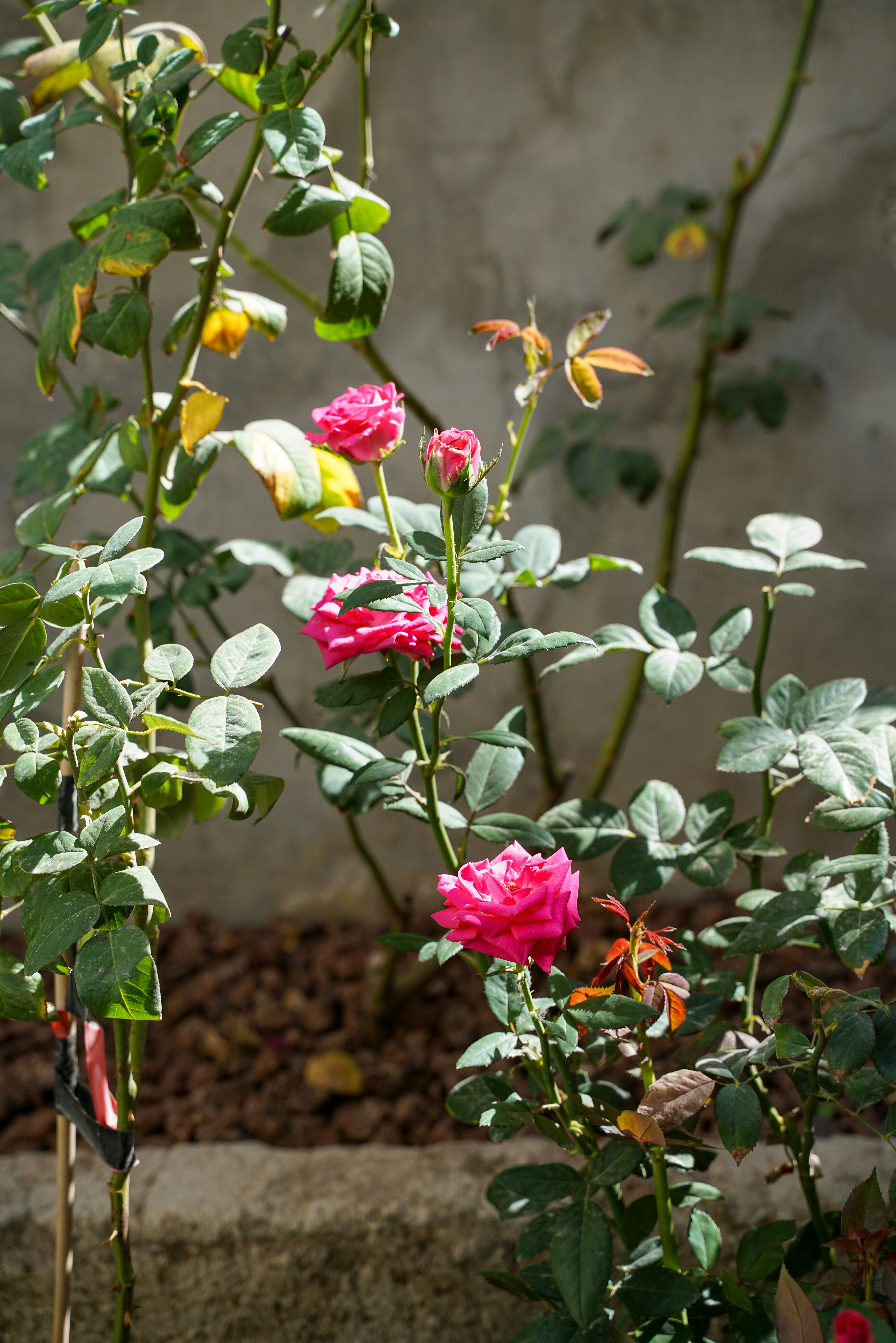 Photo by George 🦅 with Sony Alpha 7R II