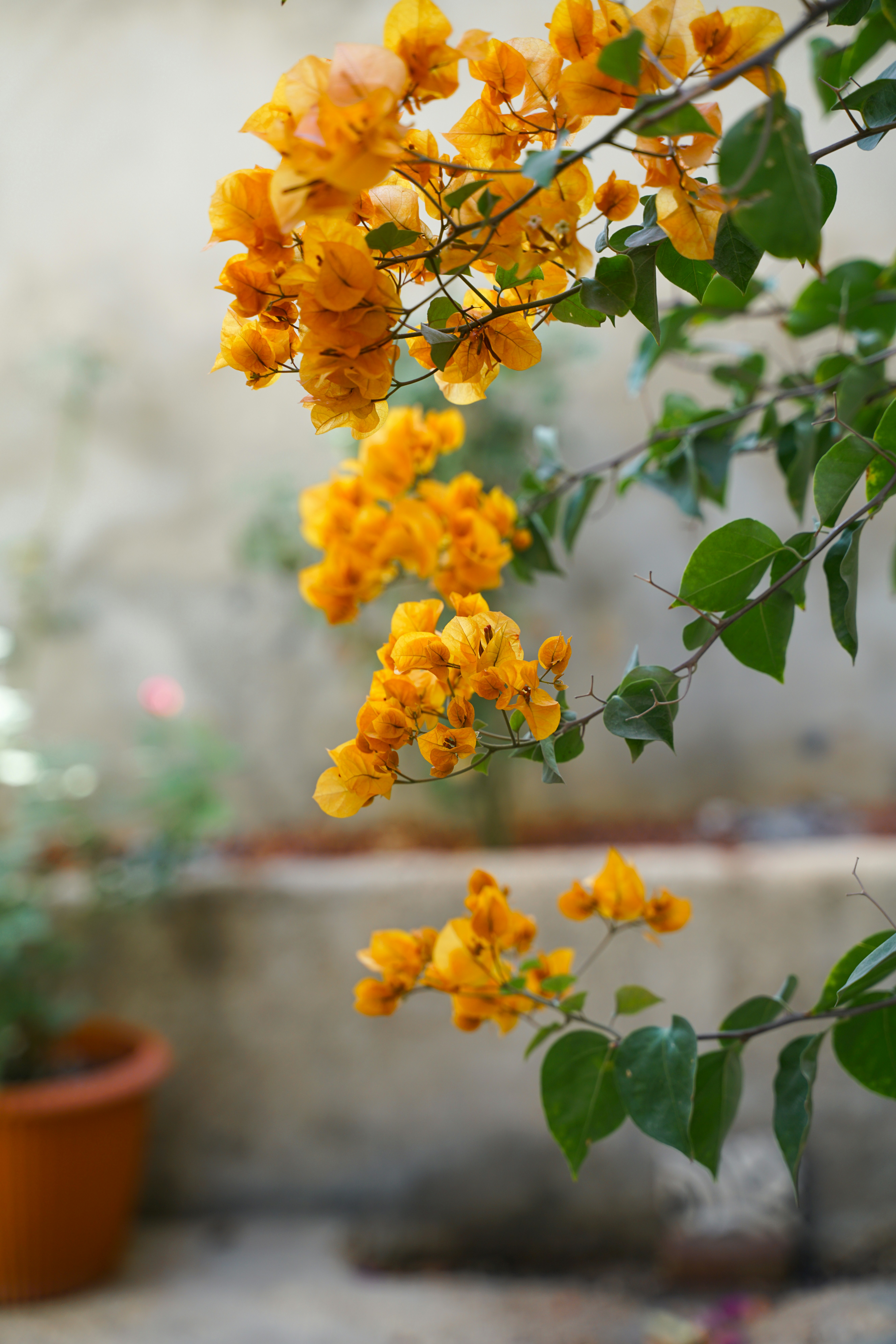 Golden Bougainvillea Cascade on a Quiet Terrace Wall