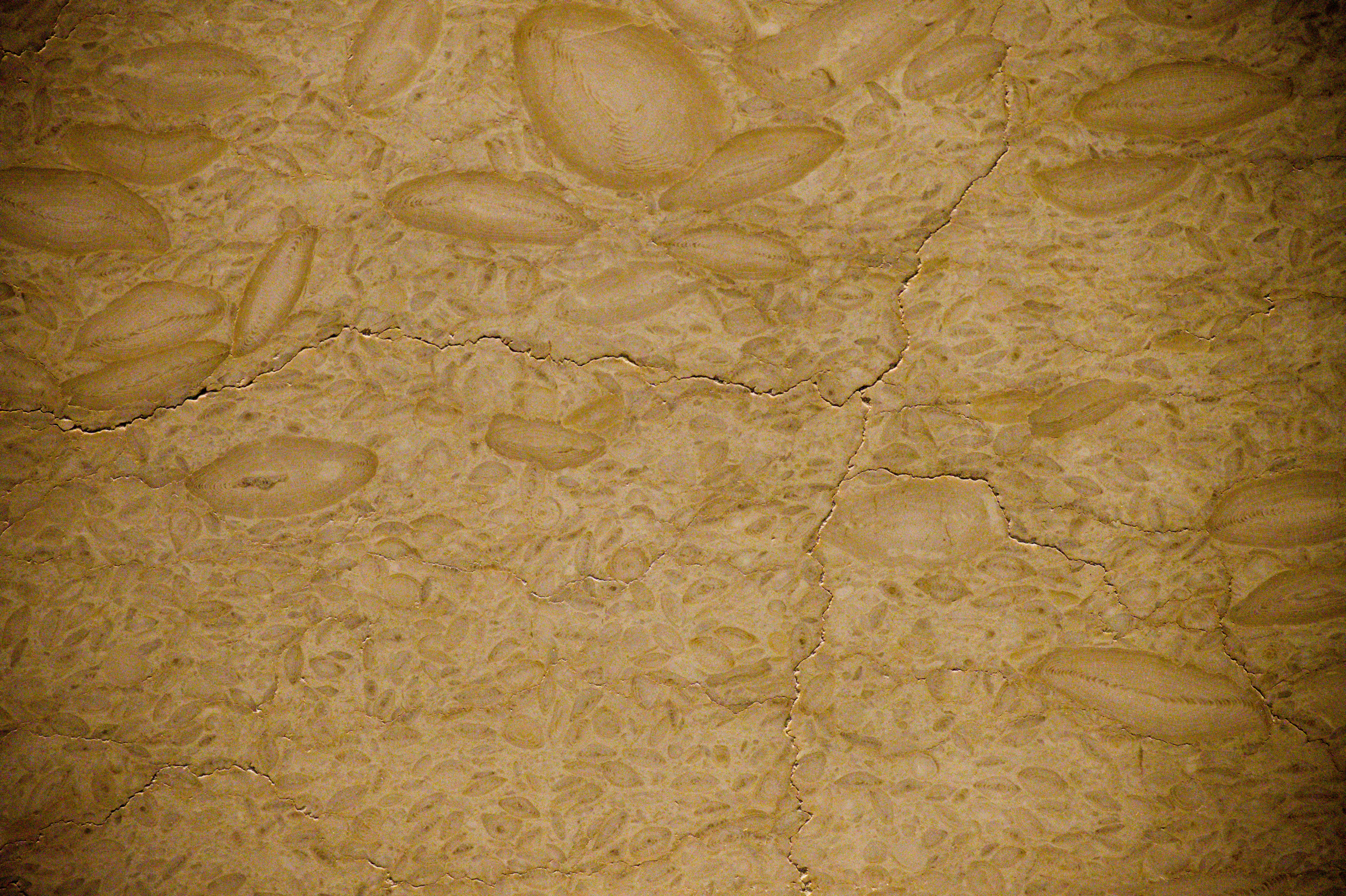 Photo by Amin Zabardast with Nikon Z30