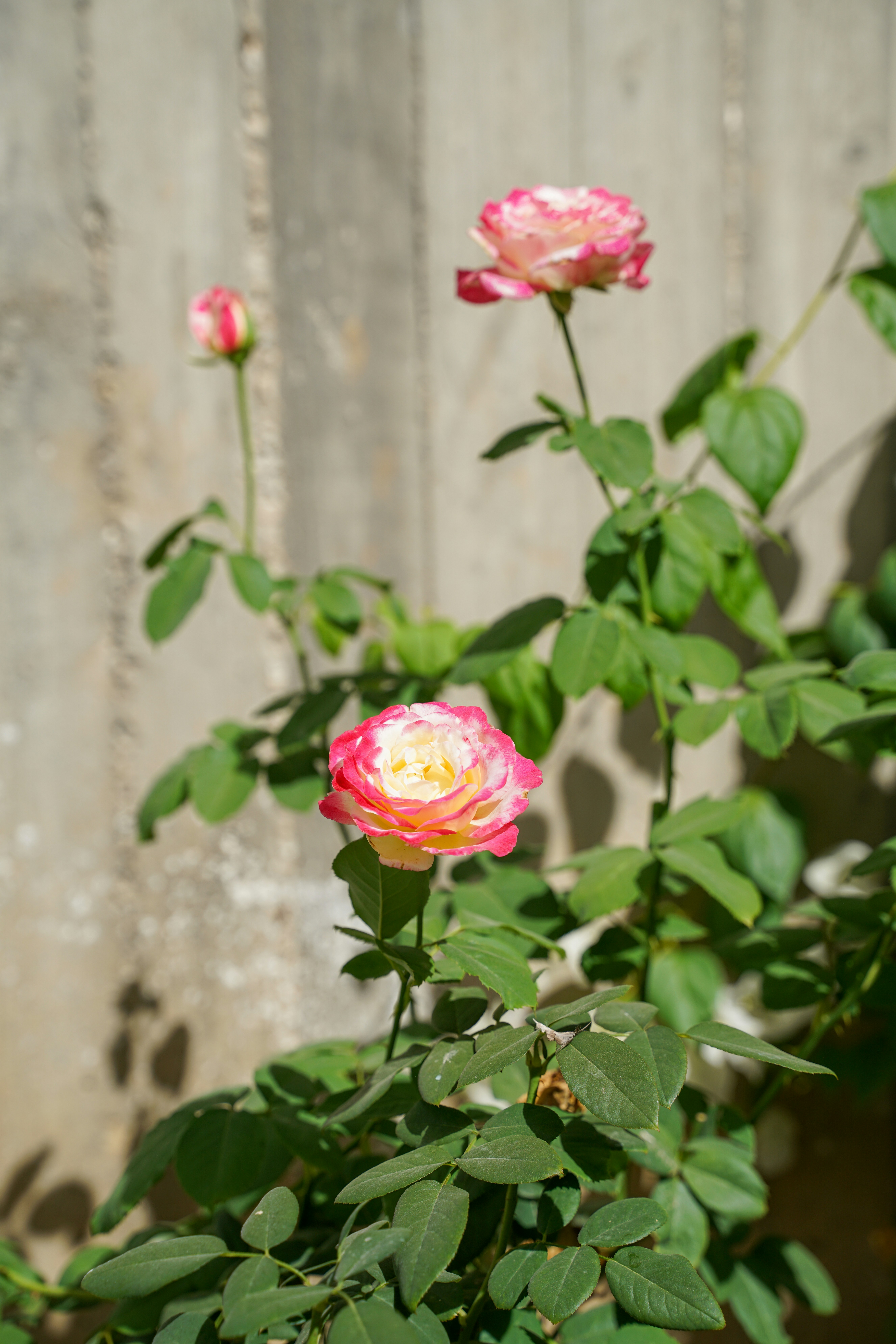 Photo by George 🦅 with Sony Alpha 7R II