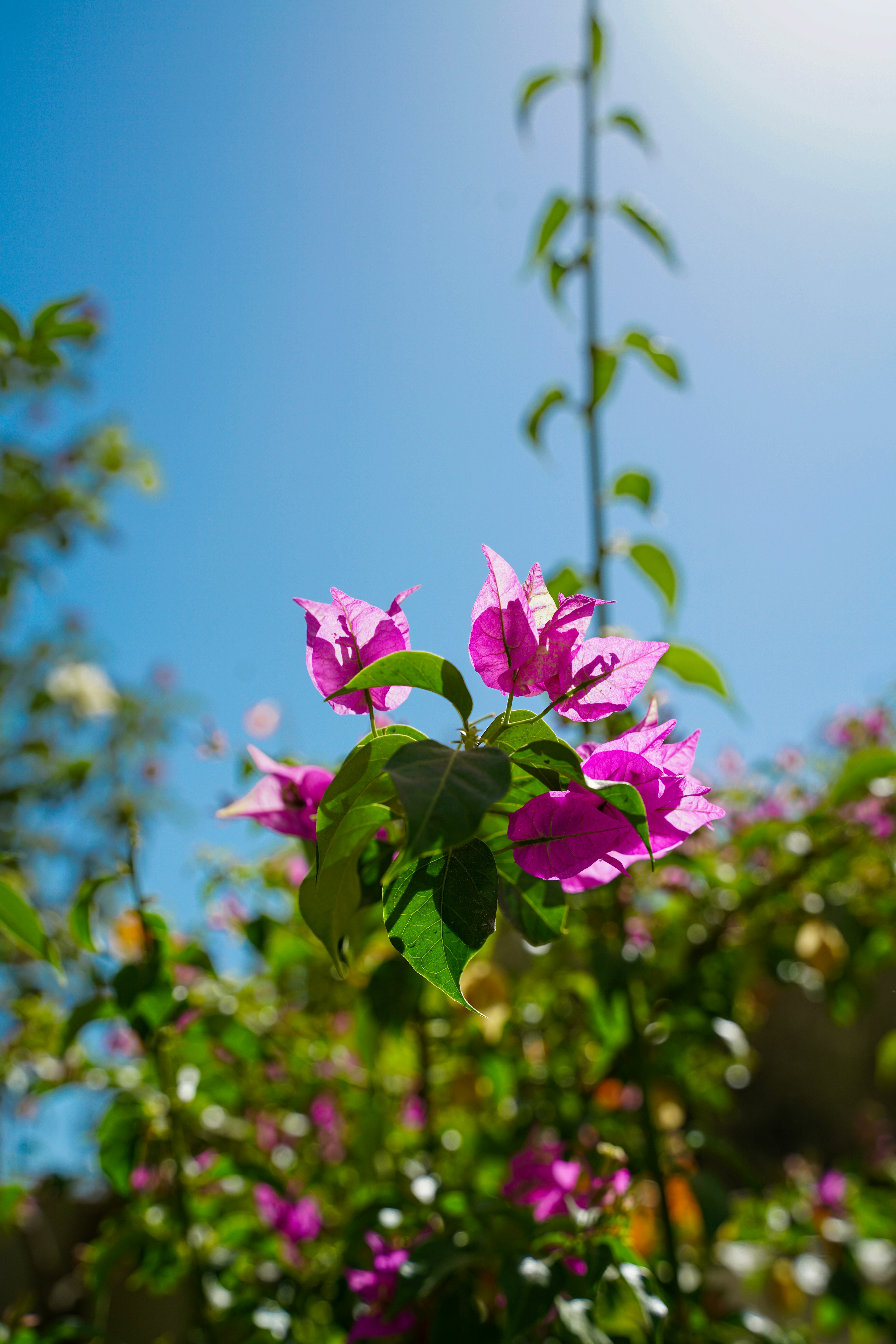 Photo by George 🦅 with Sony Alpha 7R II