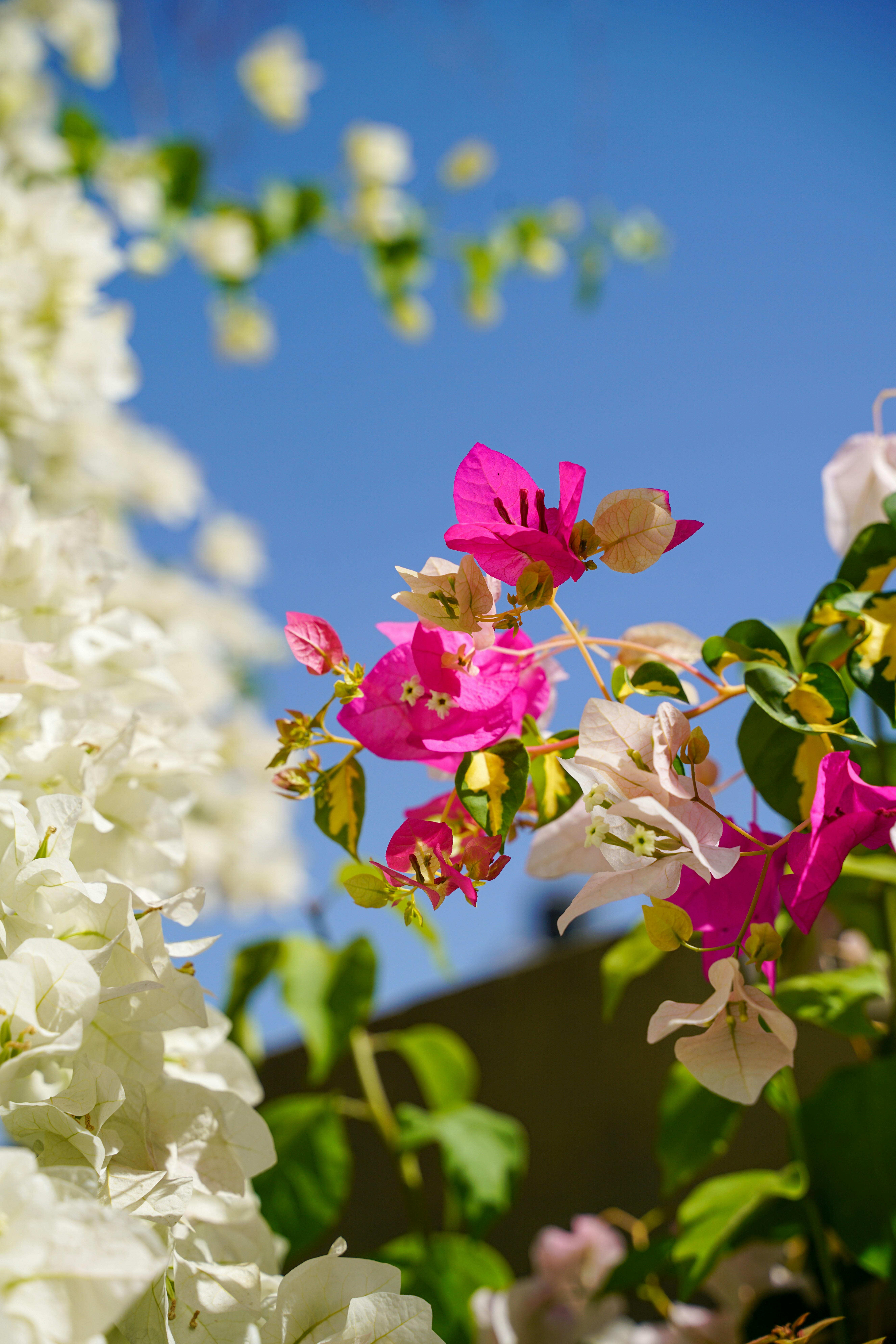 Photo by George 🦅 with Sony Alpha 7R II