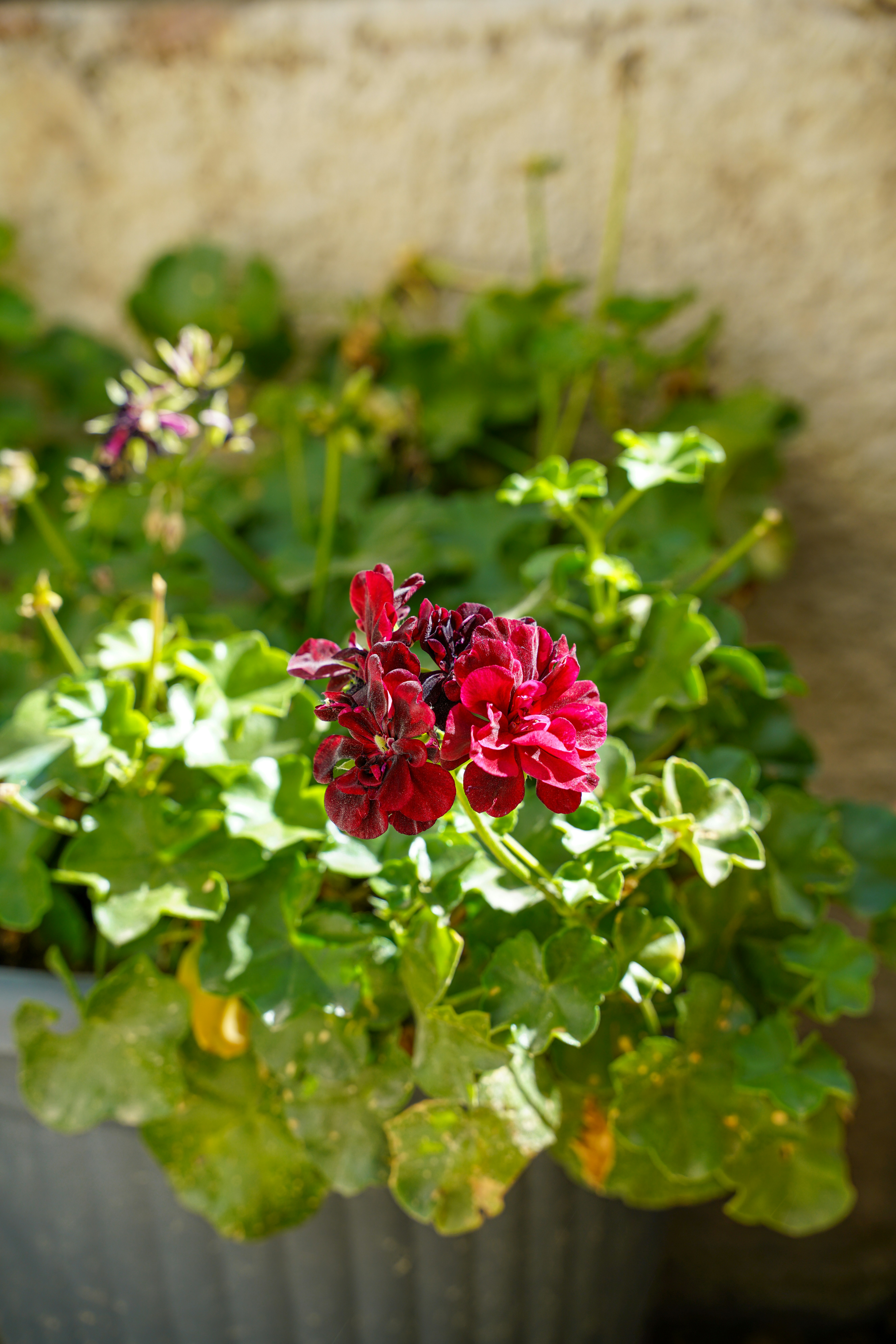 Crimson Beacon: Geranium Blossoms in a Quiet Sunlit Corner