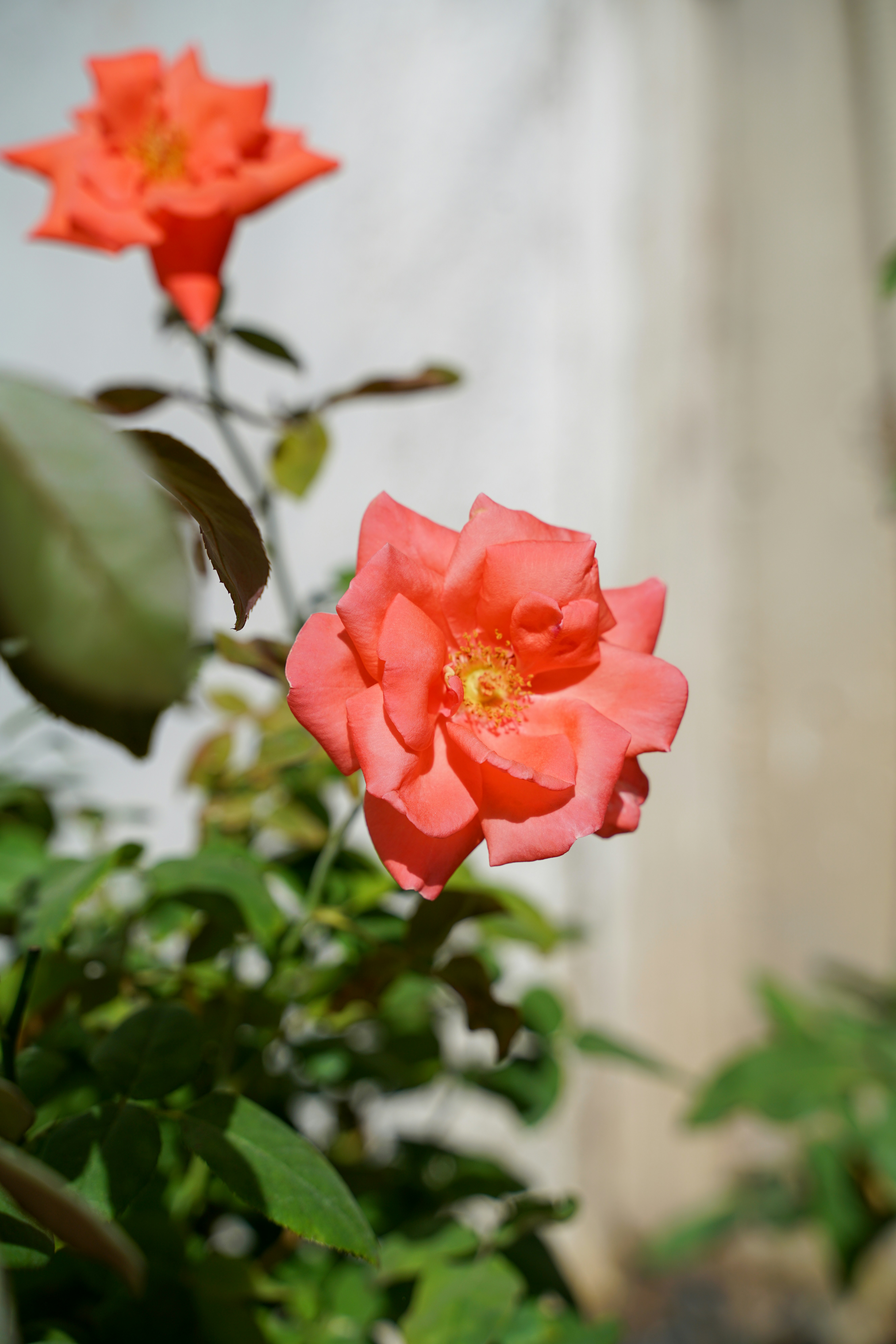 Center Stage Coral Rose: Petals in Crystal Clarity