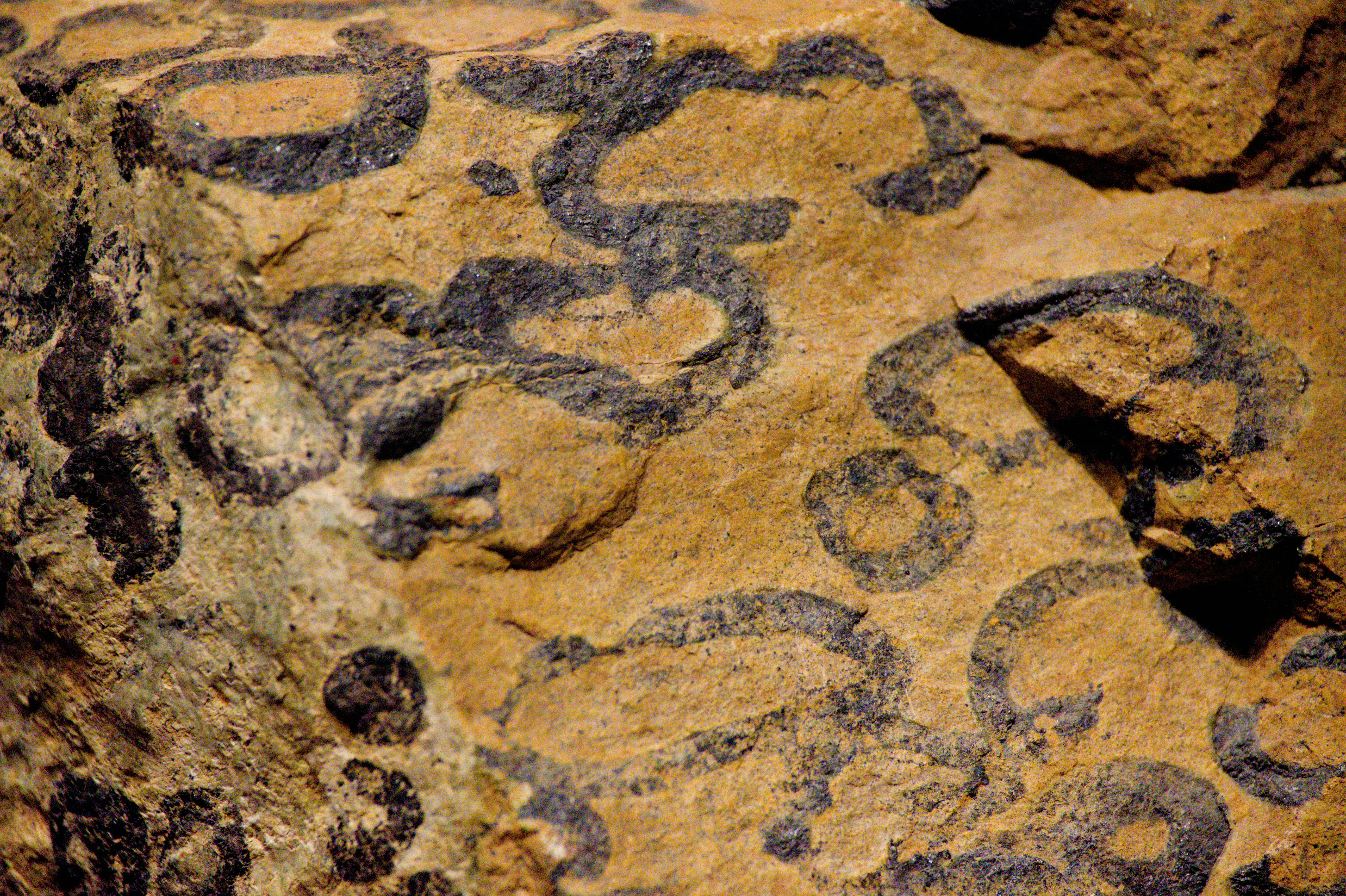 Ancient petroglyphs carved into a rock surface. photo – Free Texture ...