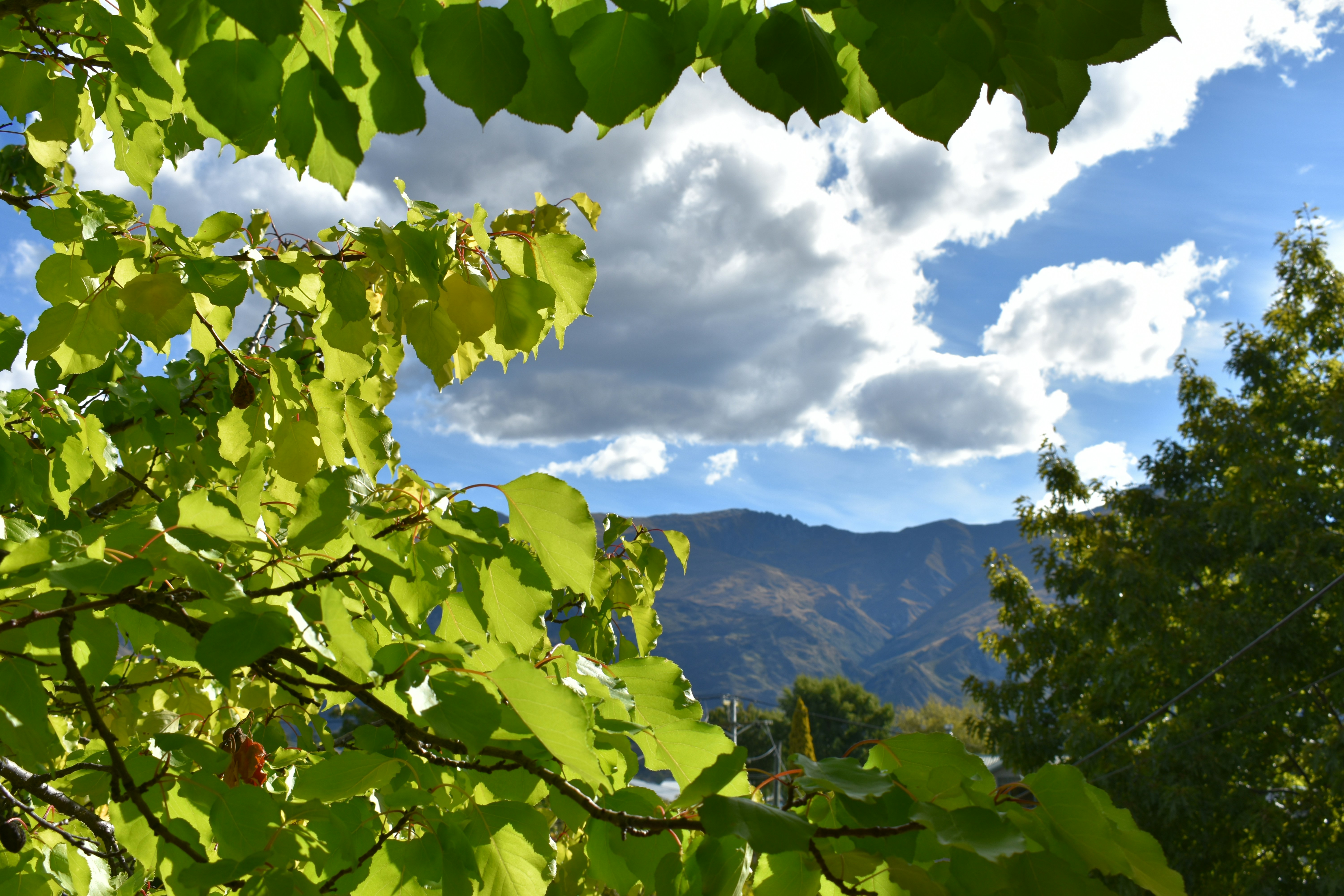 Foreground grapevine fronds frame an alpine horizon
