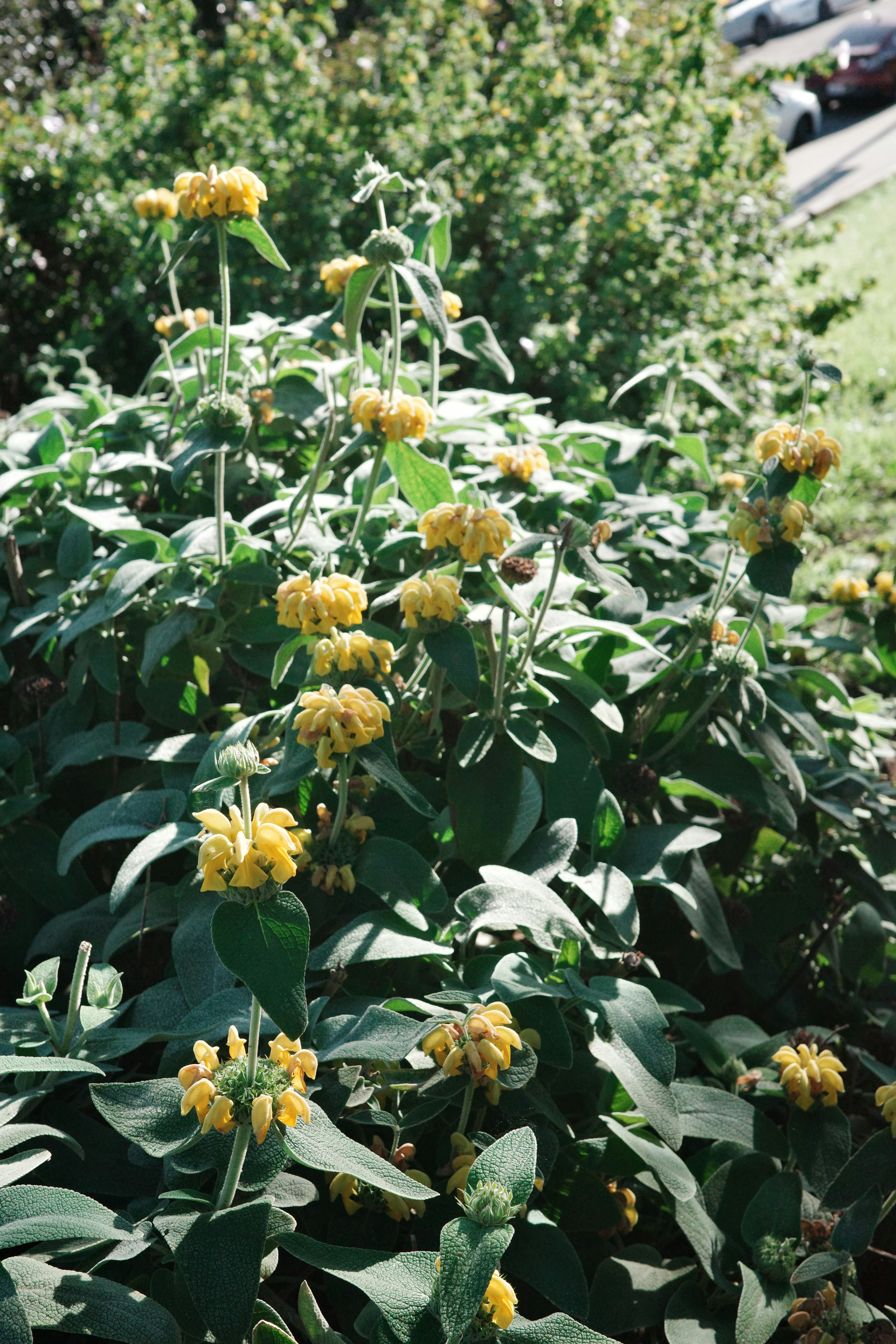 Yellow-topped blooms spill over a sunlit garden bed