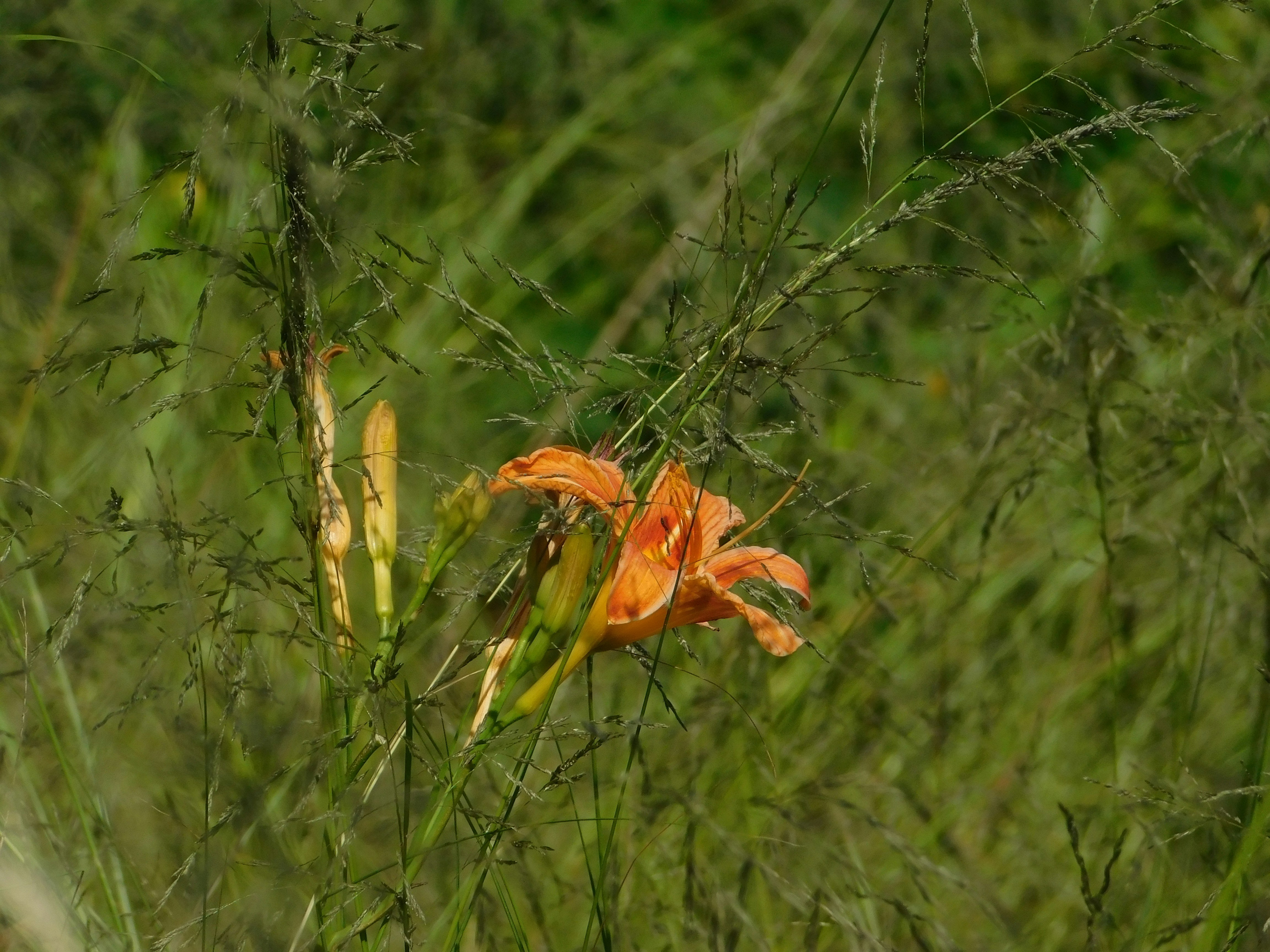 Orange bloom breaking through a whisper of grass in afternoon light