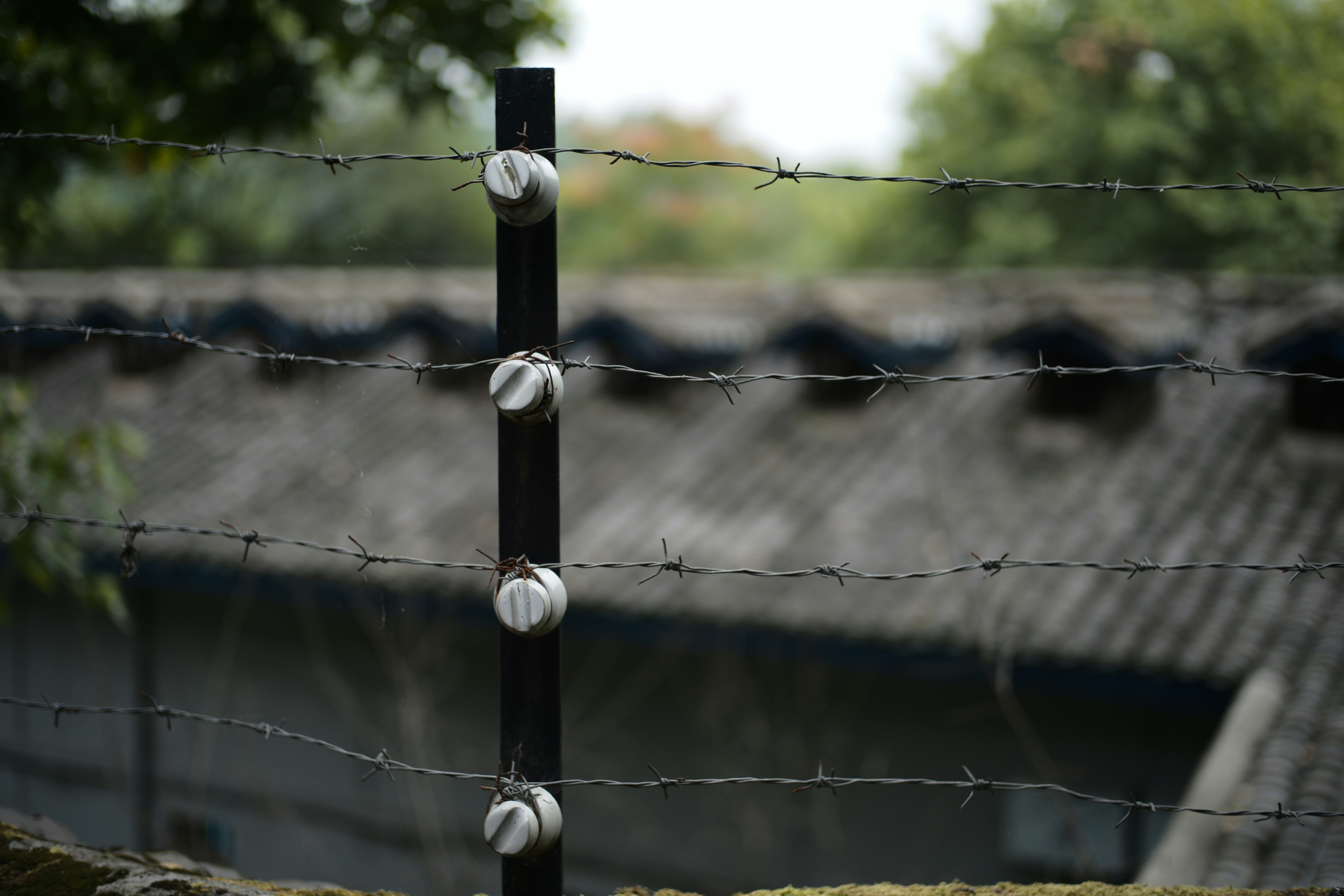 Barbed Fence Portrait: Tension Between Field and Structure