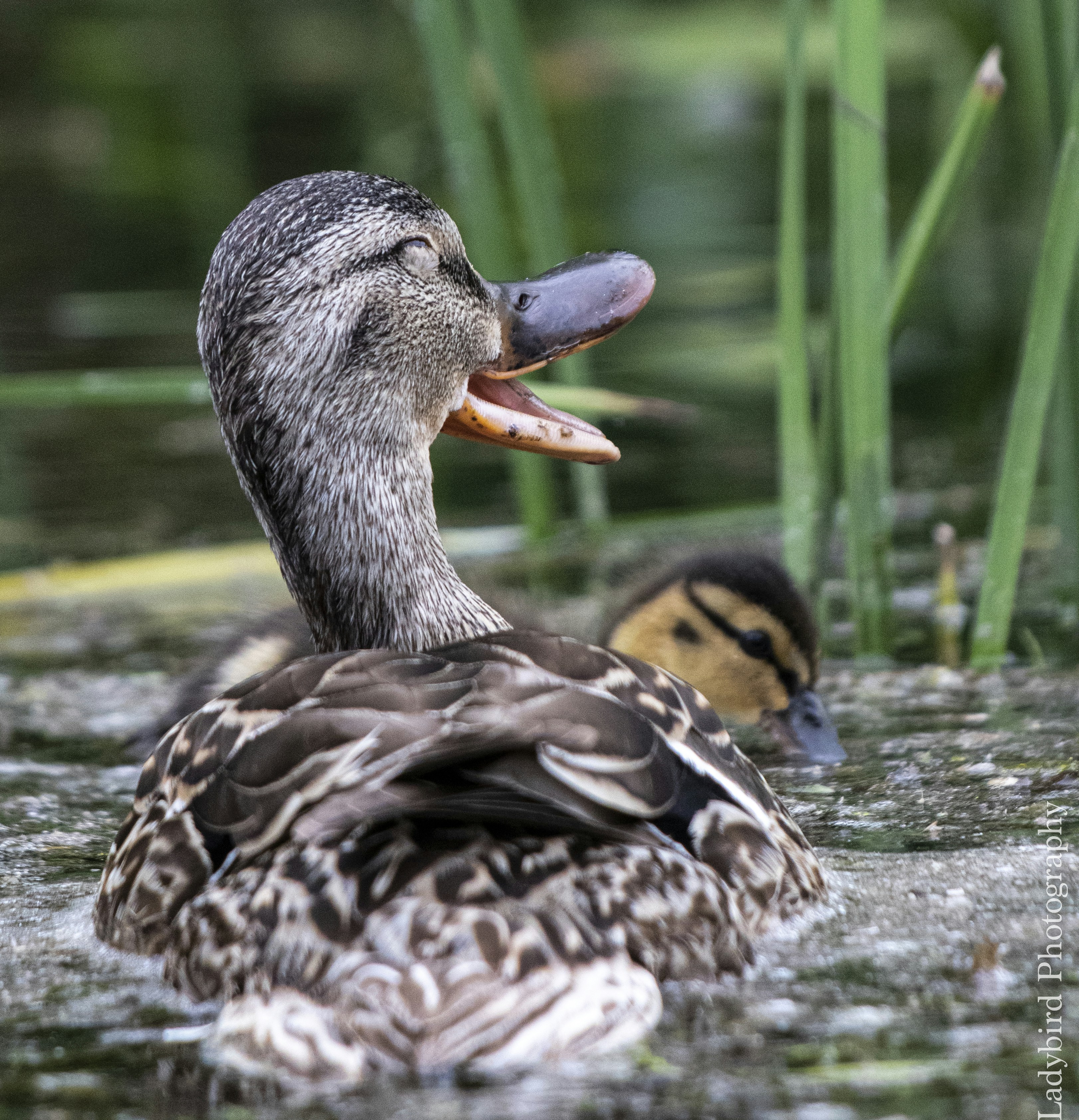 Quiet Gaze in the Reed-Pond: A Mallard Portrait