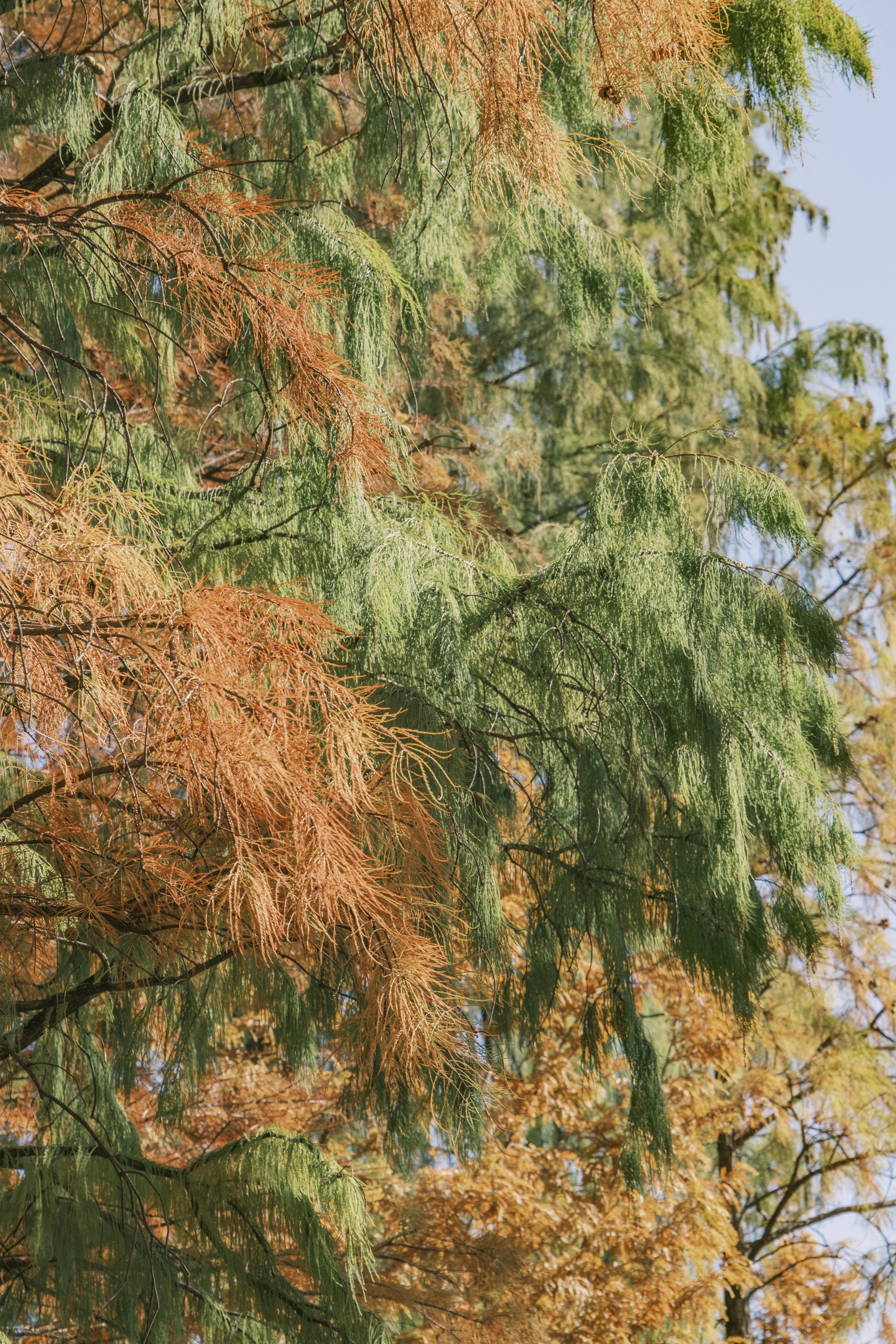 Copper and Emerald: Autumn Light Through a Conifer Canopy