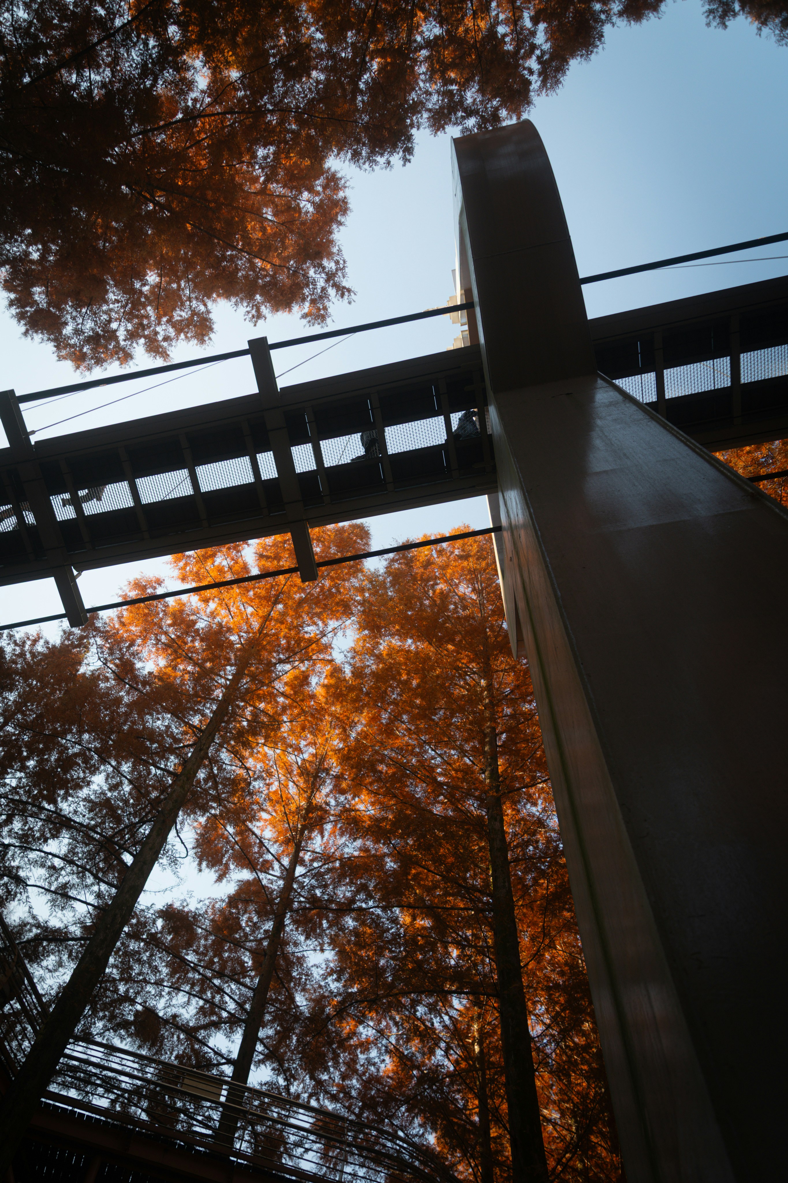 Autumn Span: Steel Pillar Framed by a Burnt-Orange Canopy