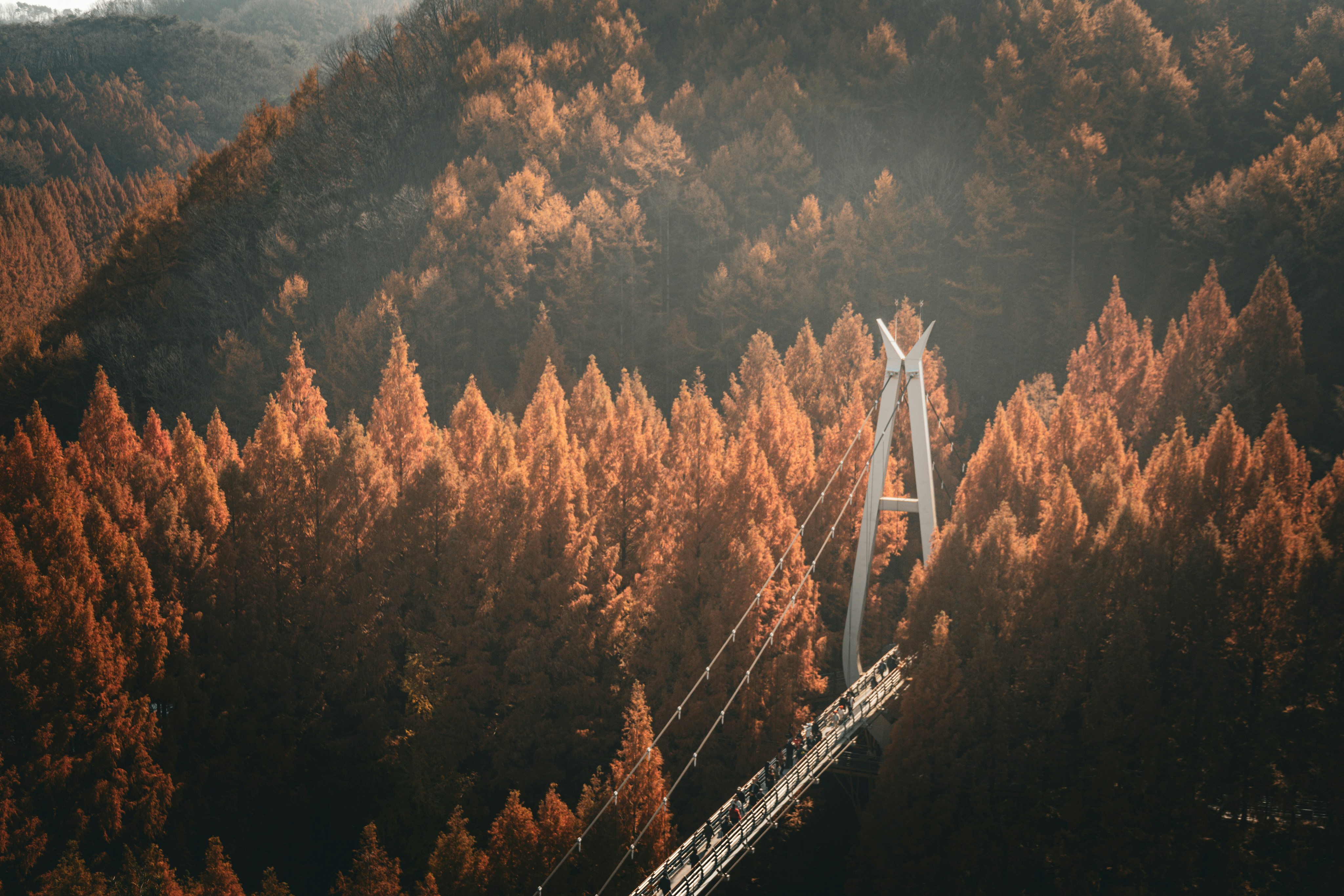 Copper Pines and the Silent Bridge: A Tower Rises Over Autumn Forest