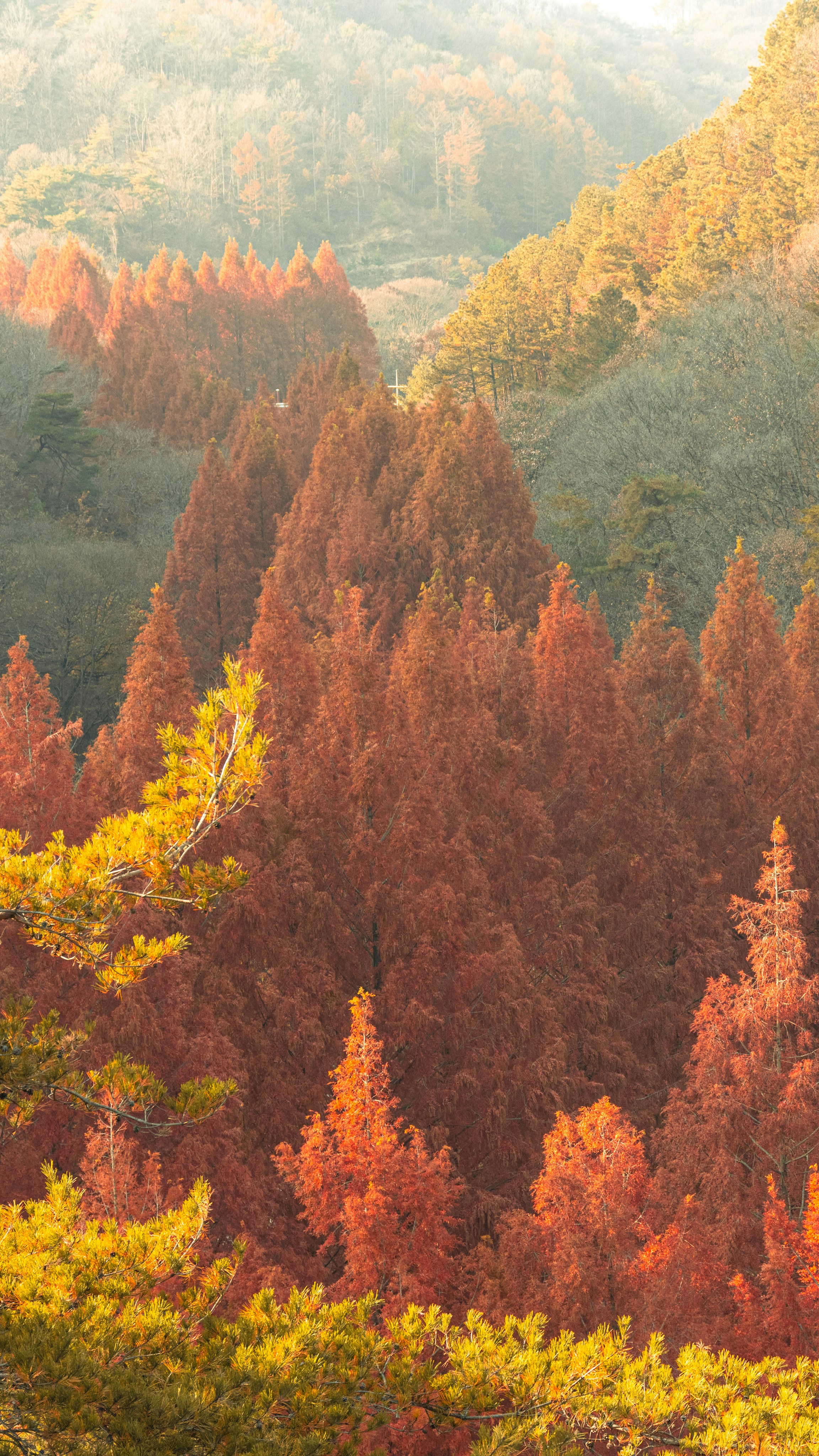 Branch of Gold in a Forest of Fire