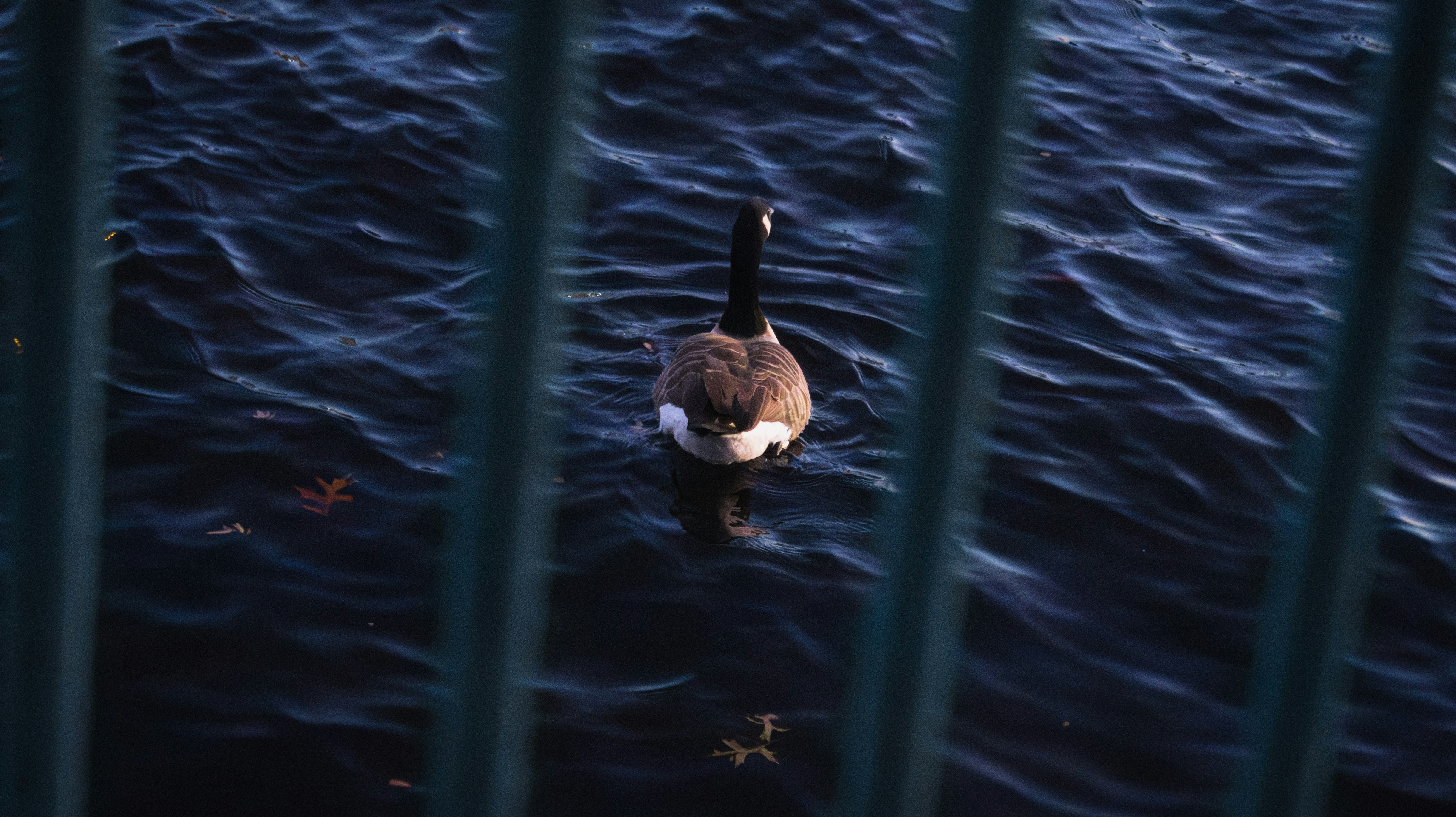 Between Rails and Ripples: a lone goose on dusk-water