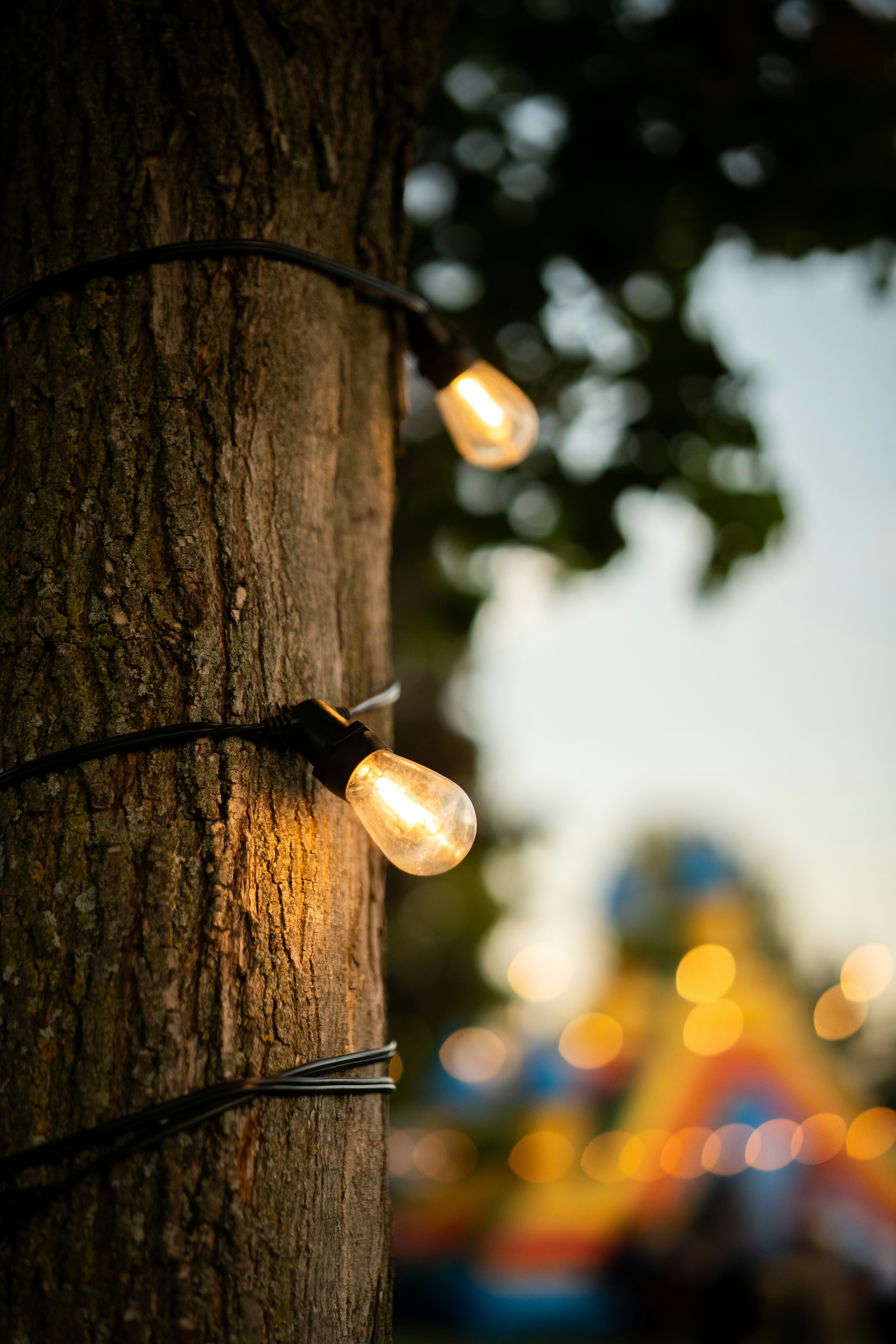 A single lightbulb shines out on a tree trunk at an autumn party