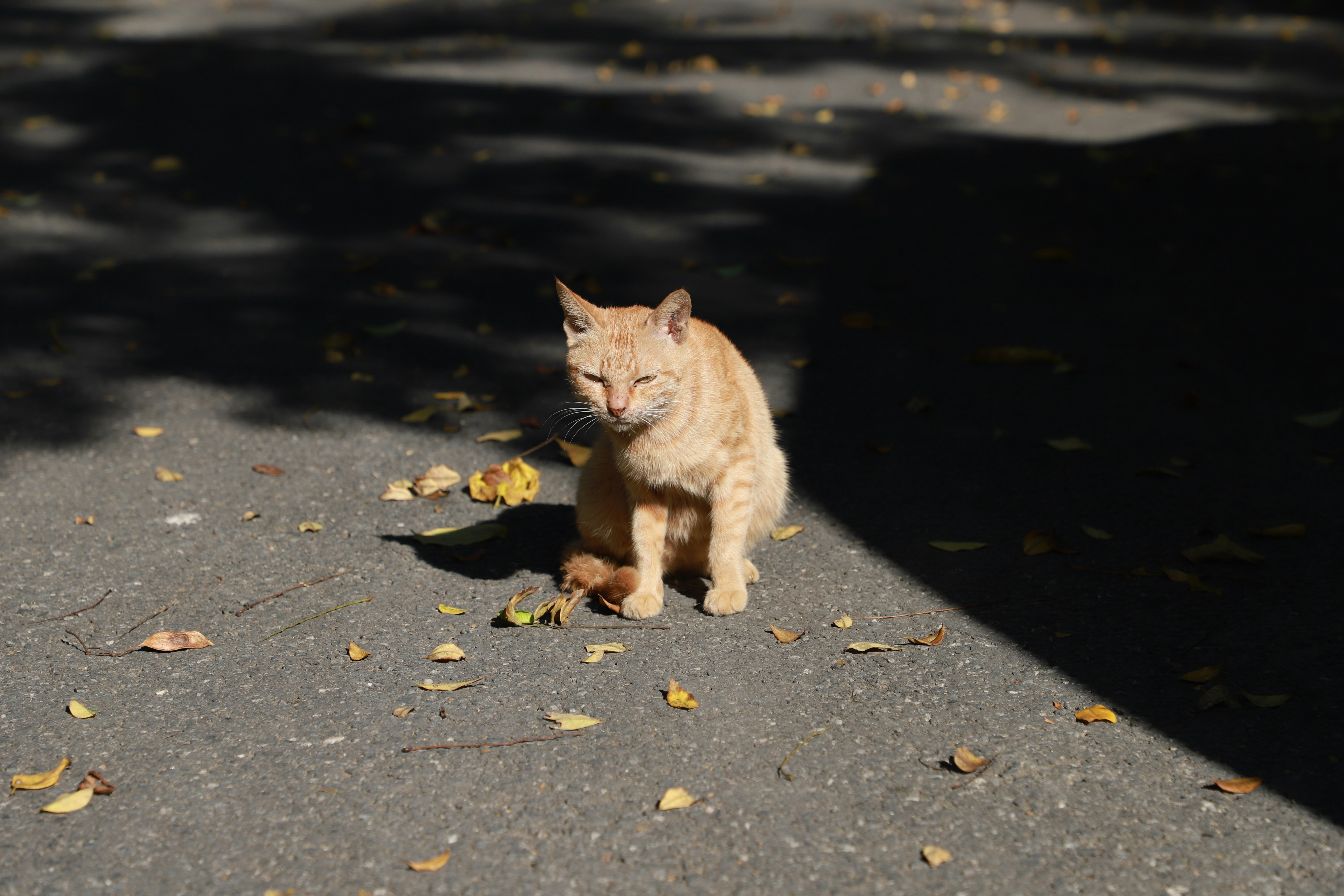 Sunlit Pause: A ginger cat sits on a leaf-strewn pavement