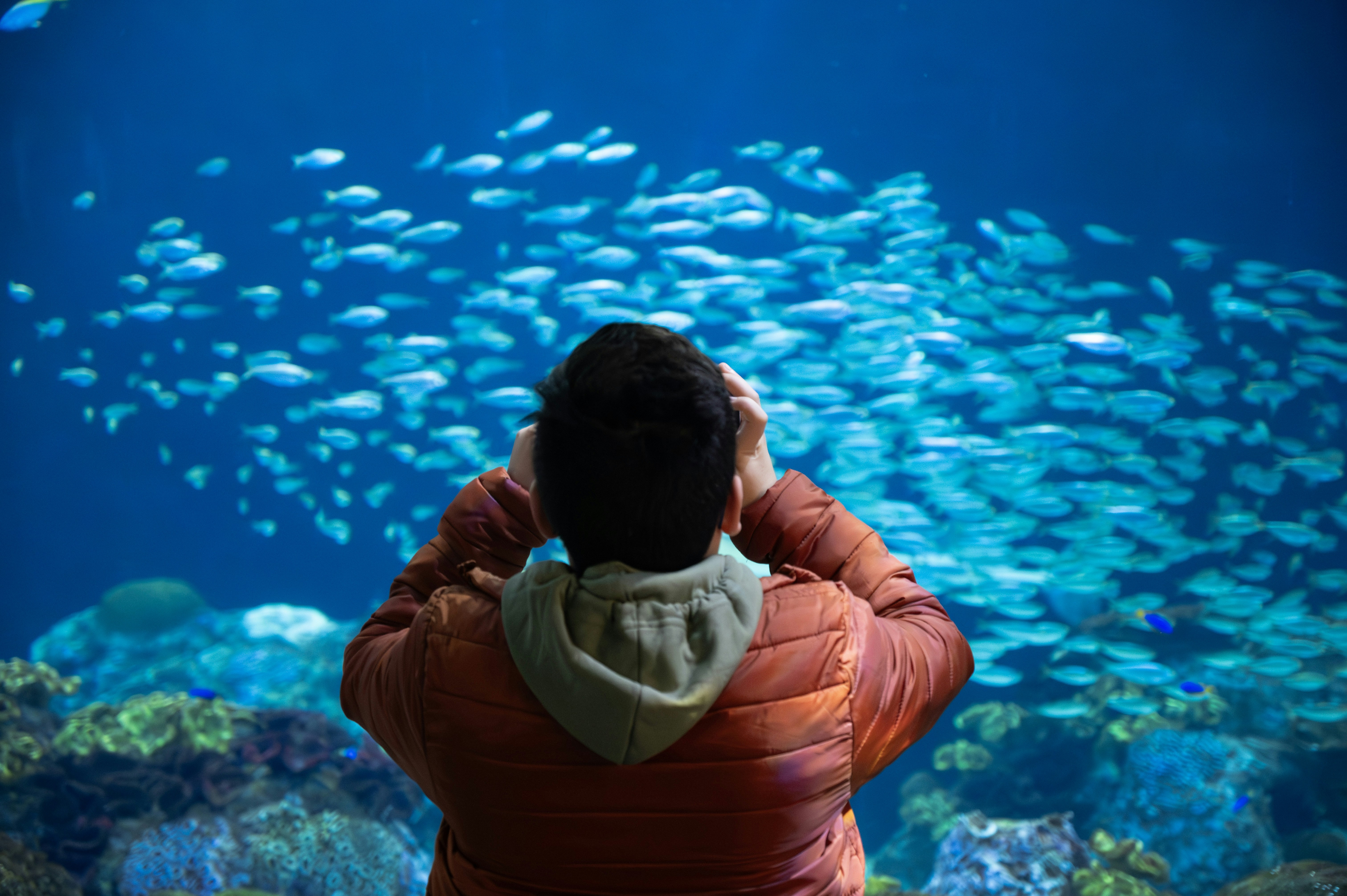 Persona observa a un gran banco de peces nadar. foto – Imagen de Educación gratuita en Unsplash