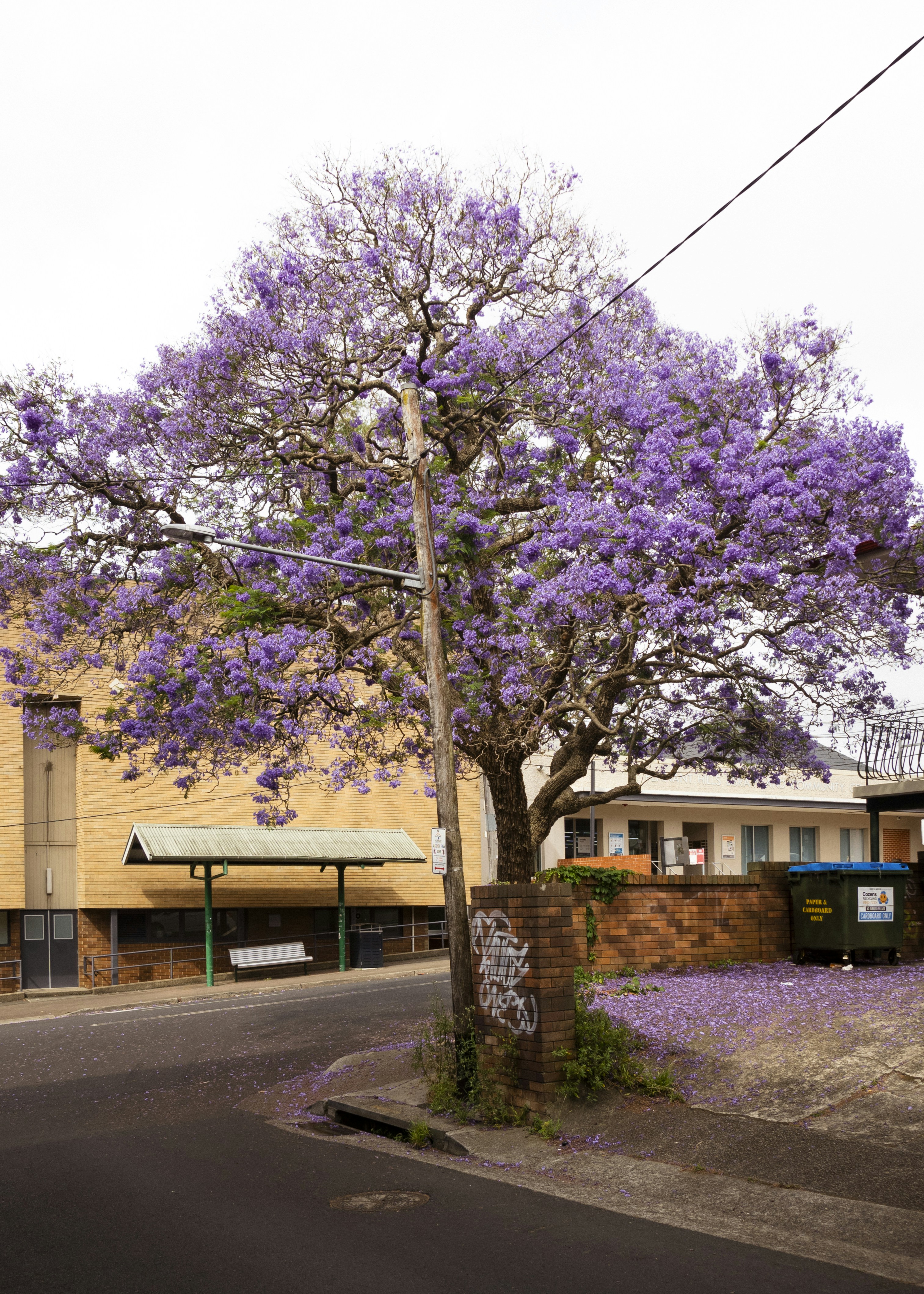 Jacaranda's Violet Crown Over the Urban Street