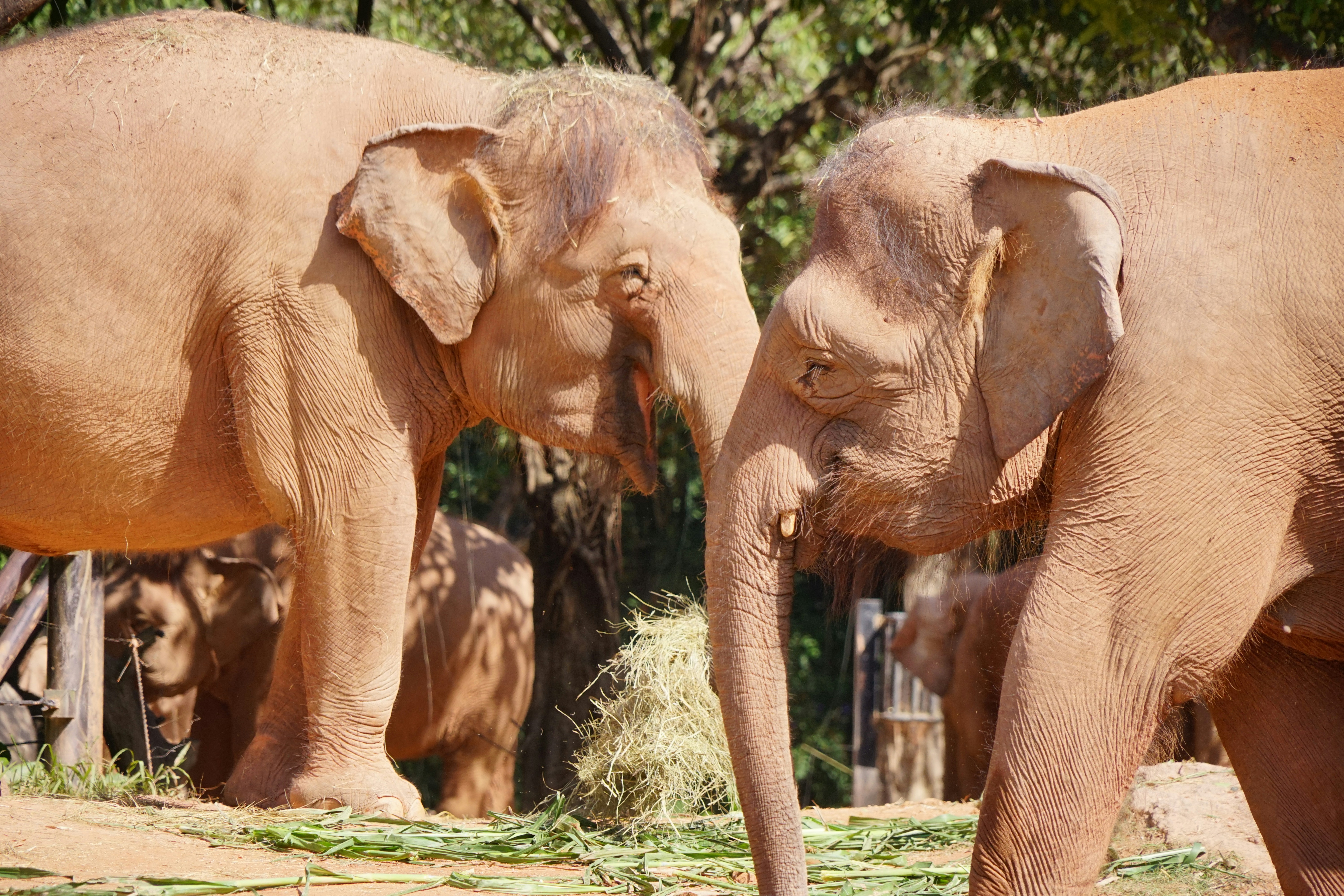 This close-up shot captures two elephants in an outdoor setting. The elephants, with their beige skin and prominent tusks, stand near each other. The texture of their skin is visible. One is facing forward while the other is capturing food.