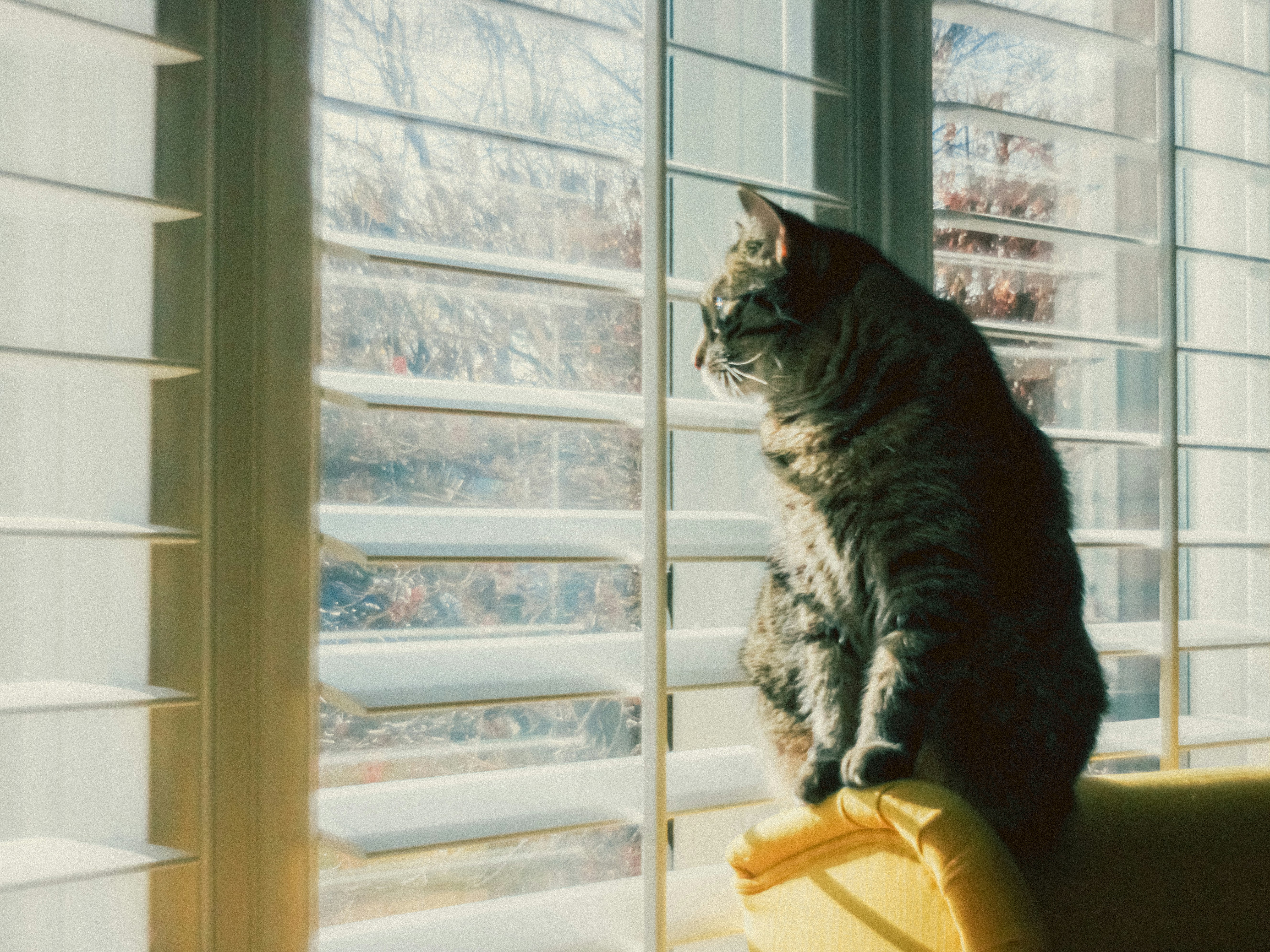 brown tabby cat on top back of yellow living room chair by sunny window