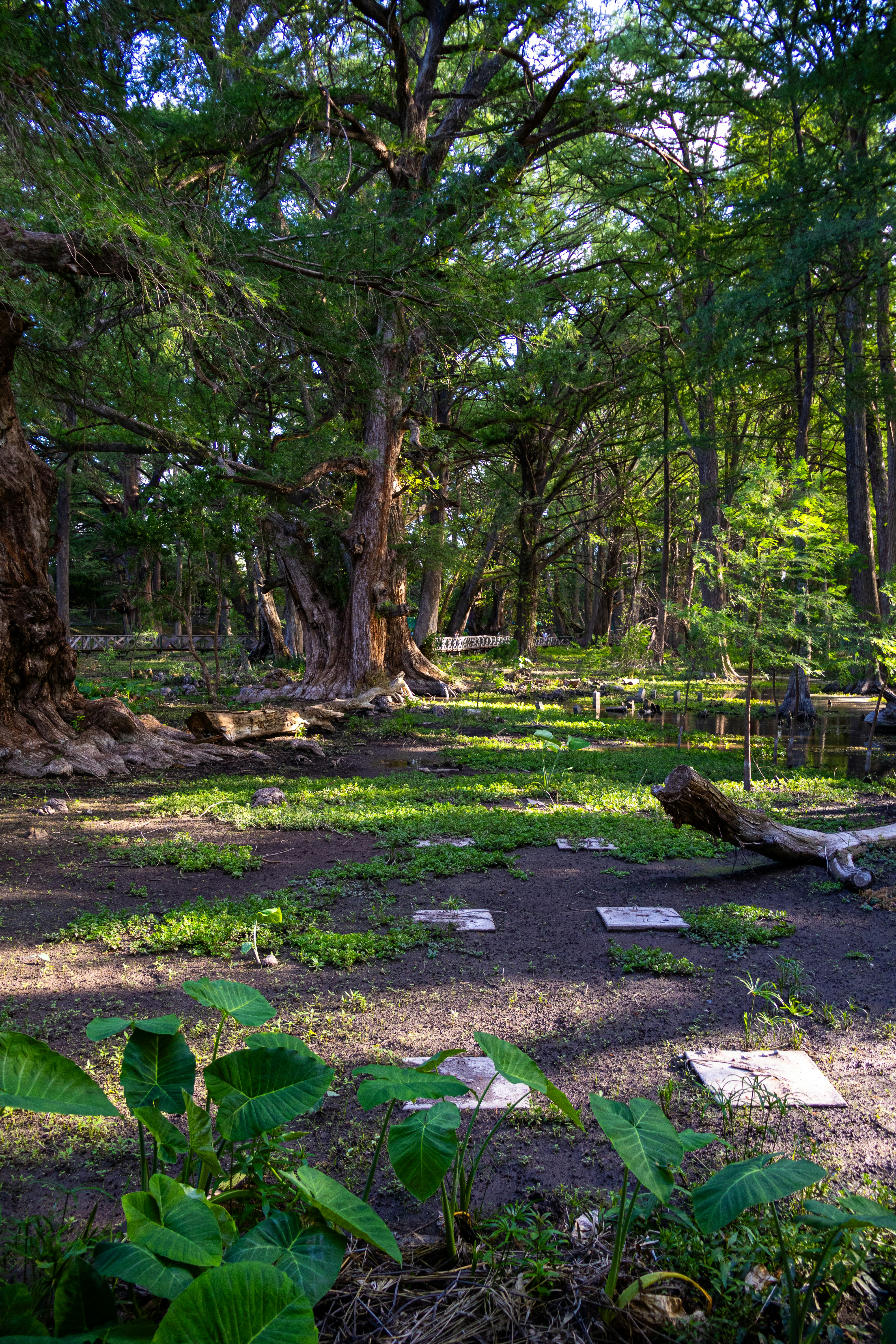 Ancient Oaks and the Path of Light