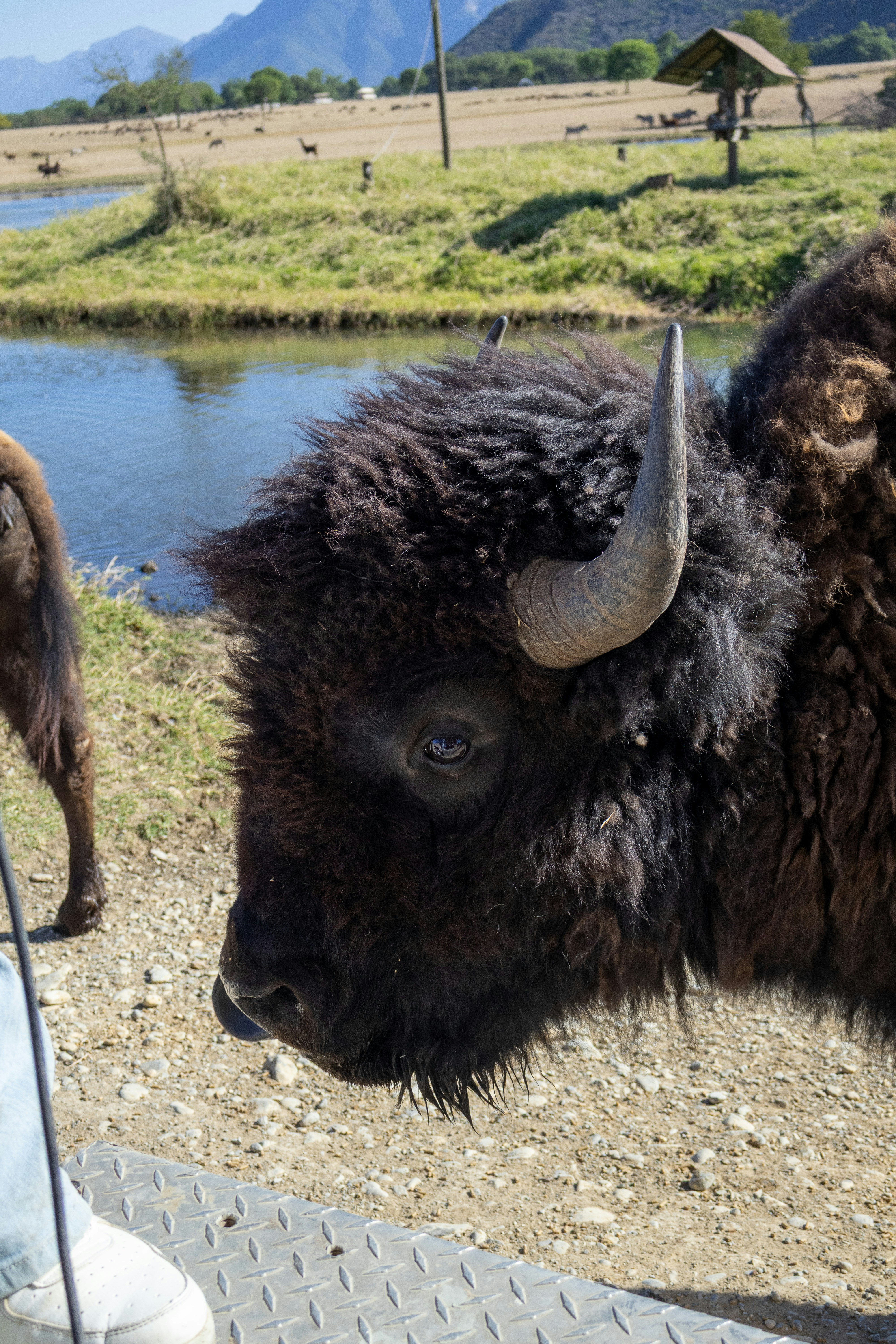 Horns by the River: A Bison at the Edge of the Meadow