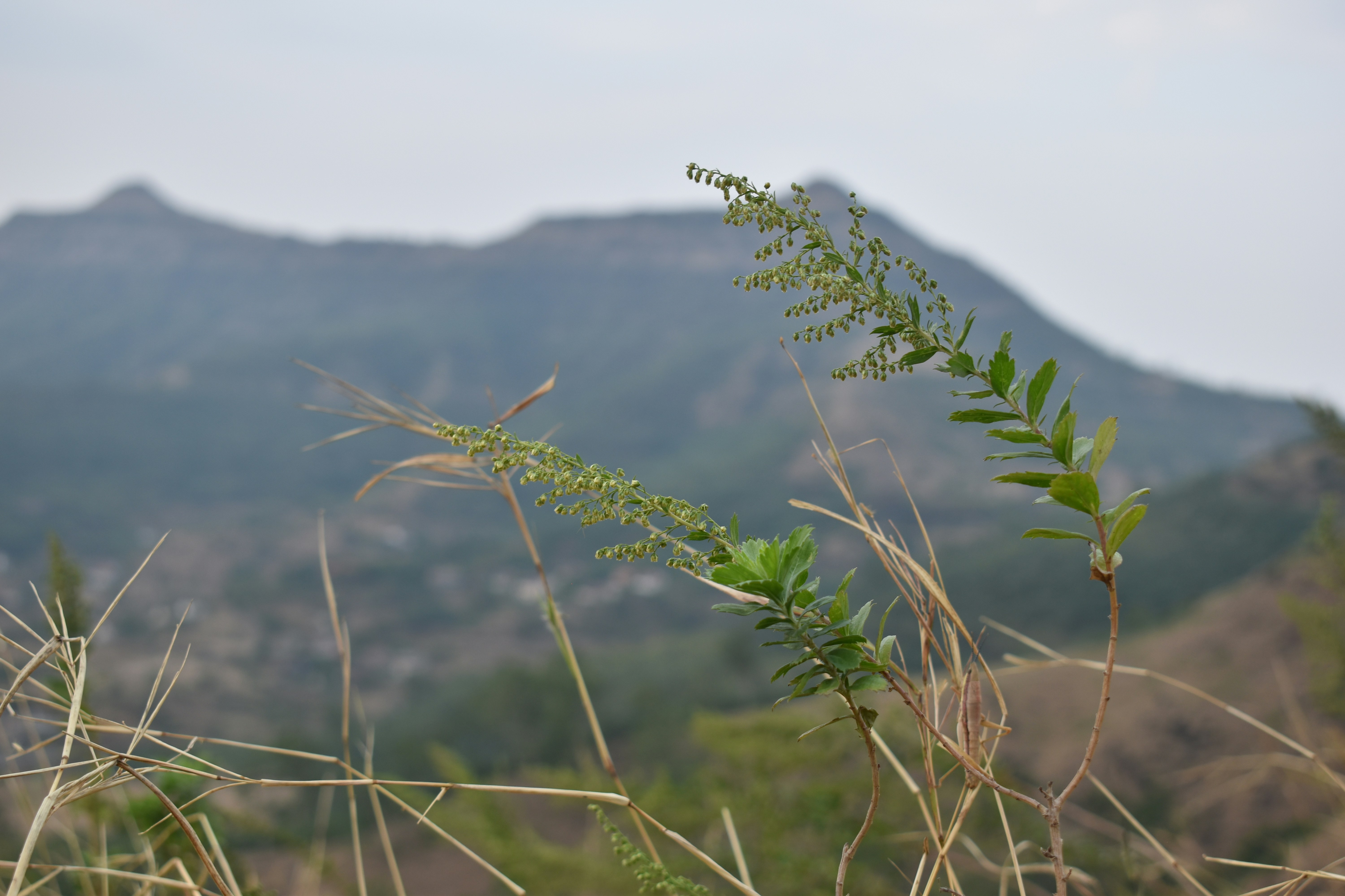 A shallow depth of field shot highlighting slender green plants and dried grass stalks in the foreground, with a large, blurred mountain ridge visible in the soft, hazy background.