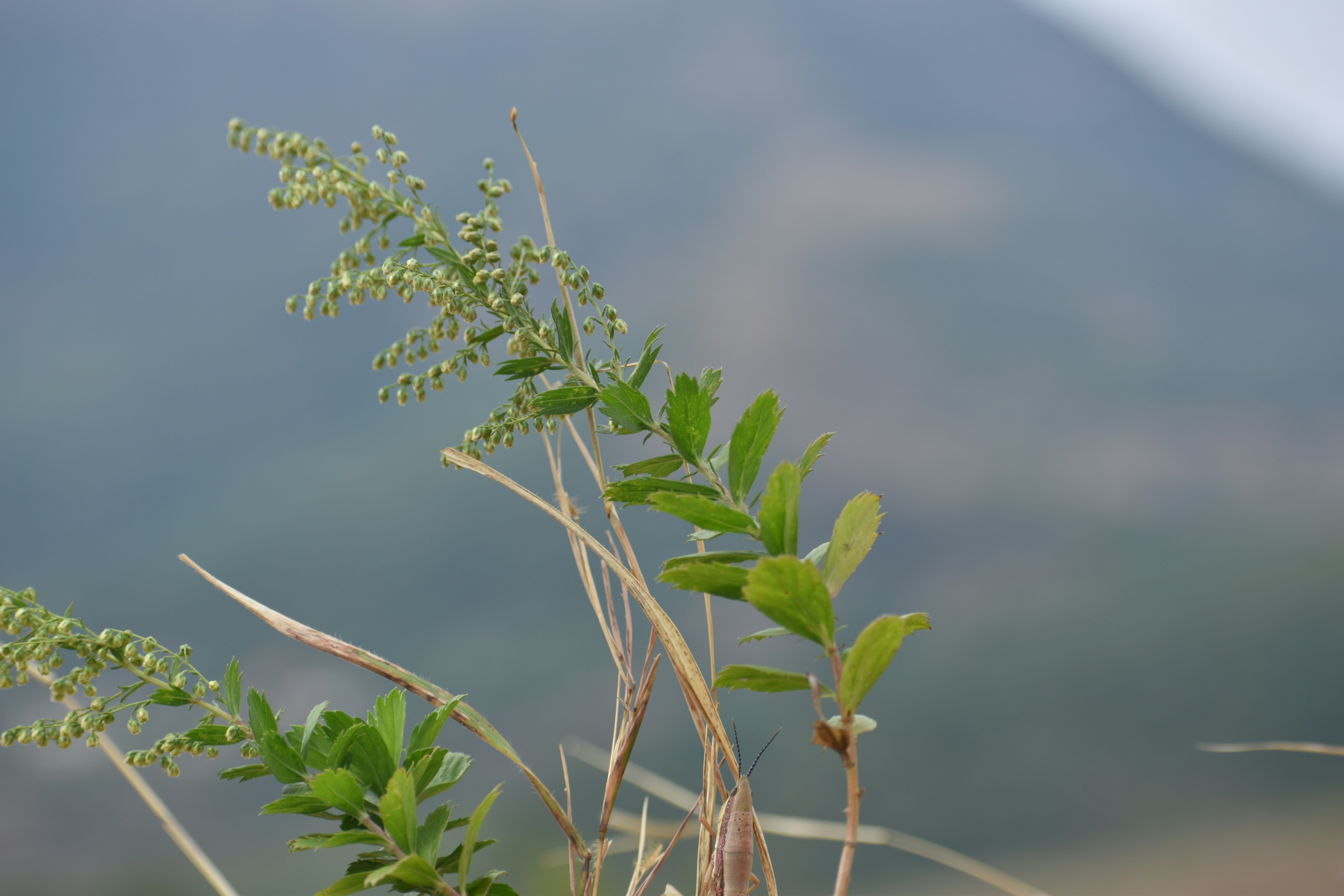A very focused, bright shot of a wild plant featuring small green flowers/buds and vibrant leaves, surrounded by dry grass, with a soft, out-of-focus blue/gray background.