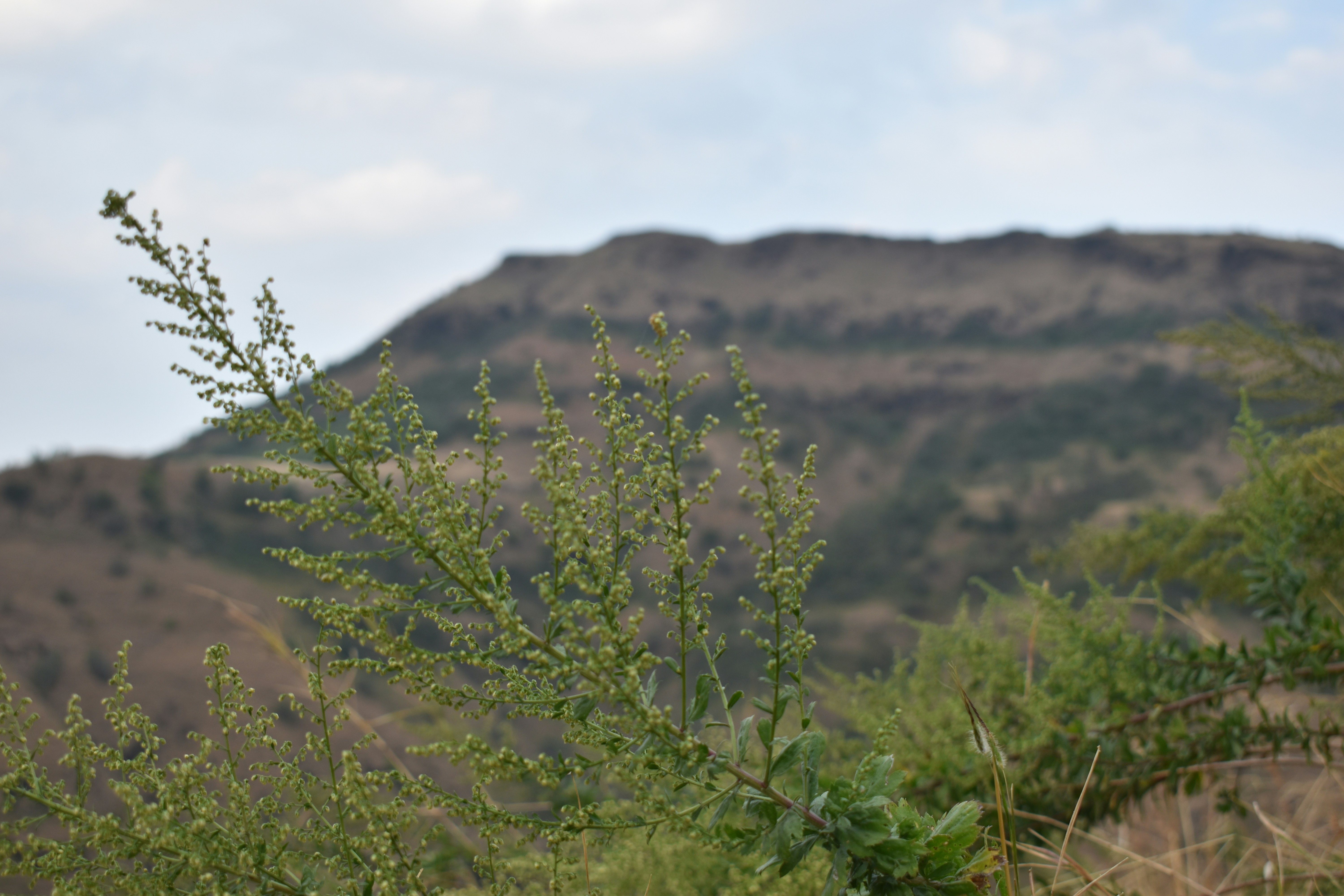 A close-up, focused shot of a flowering scrub or weed with small, greenish buds in the foreground, set against a strongly blurred backdrop of a tiered, brown and green hill under a pale sky.