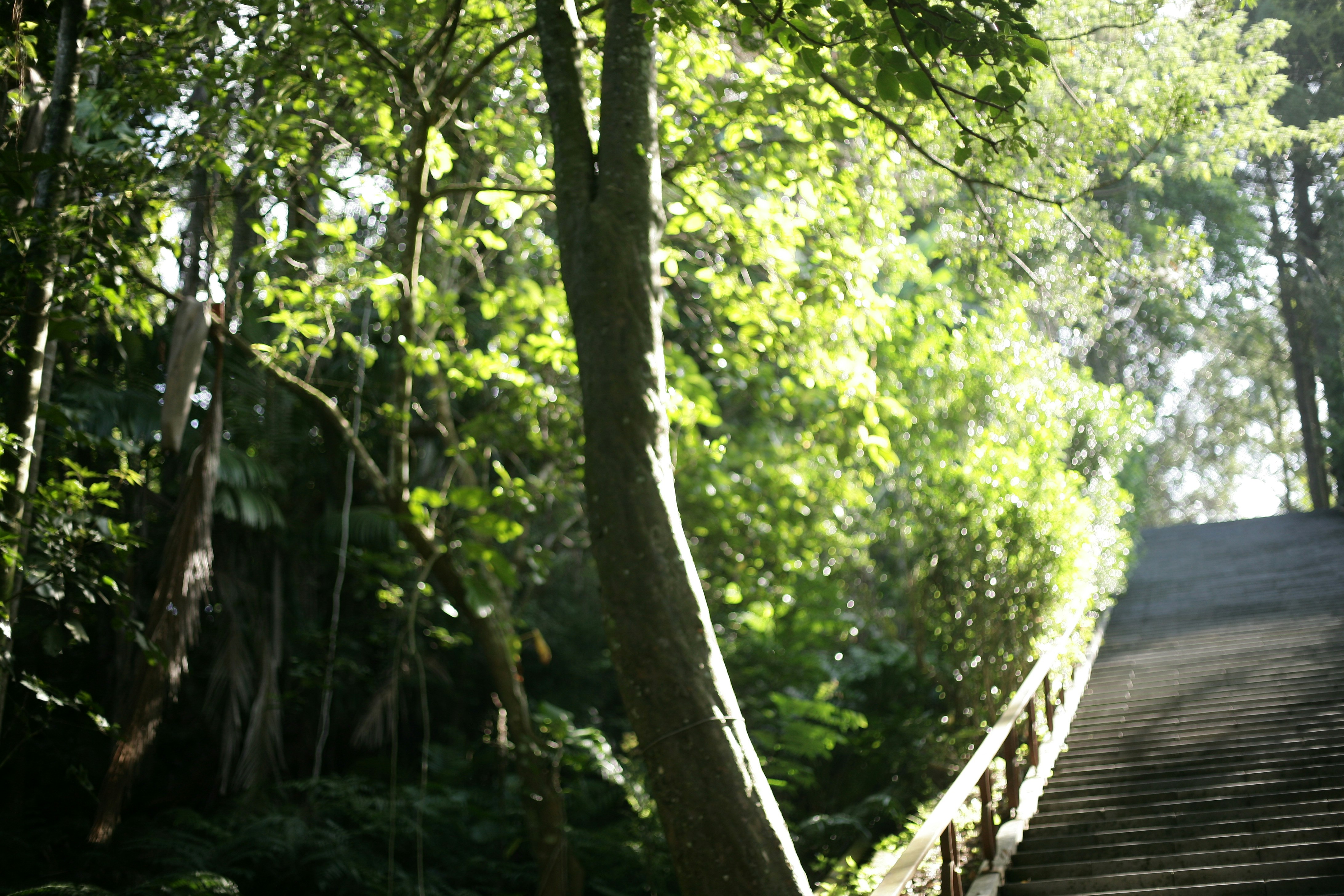 Stairway Through Dappled Light