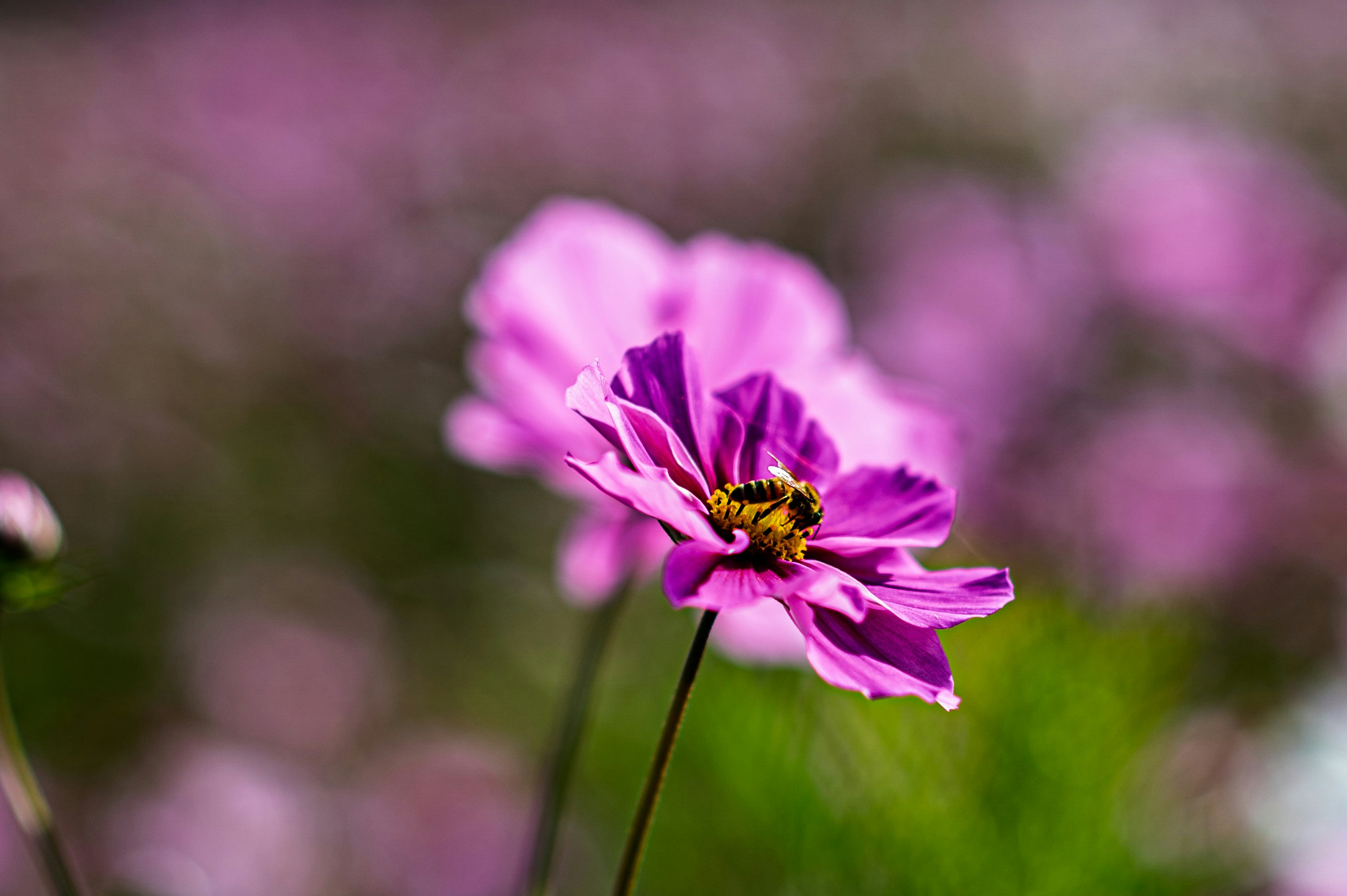 Magenta Bloom in Velvet Blur