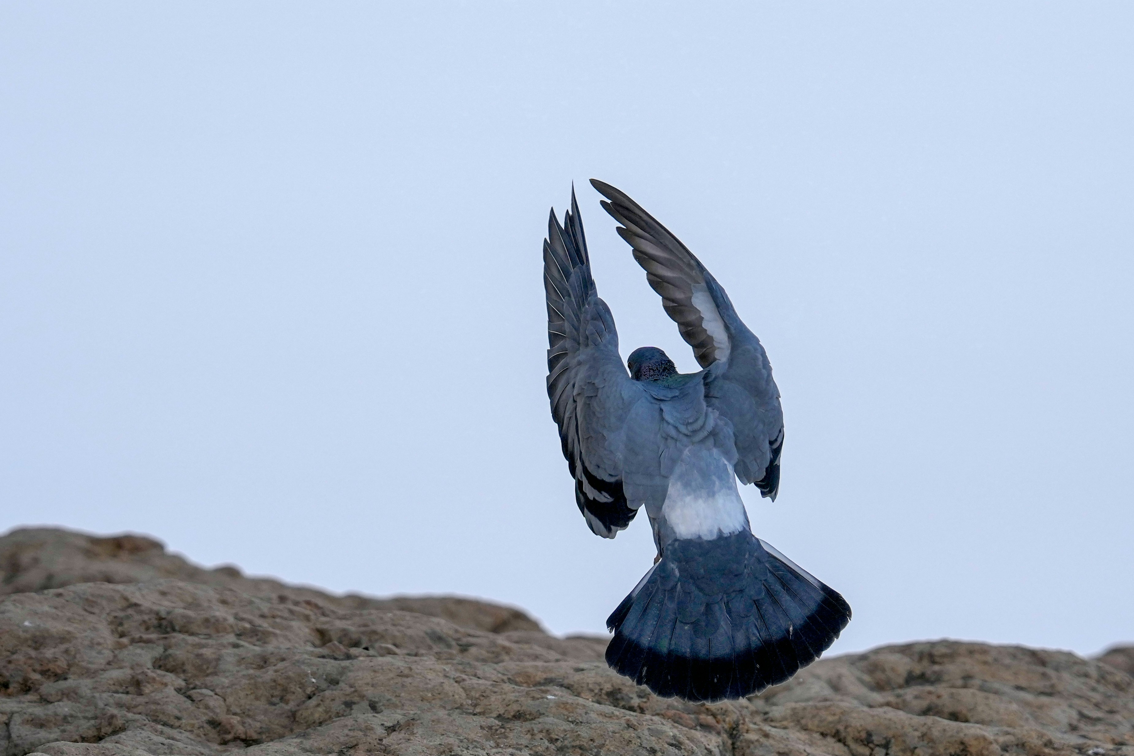Wing-Ready on Stone: A Blue-Gray Dove Prepares to Launch