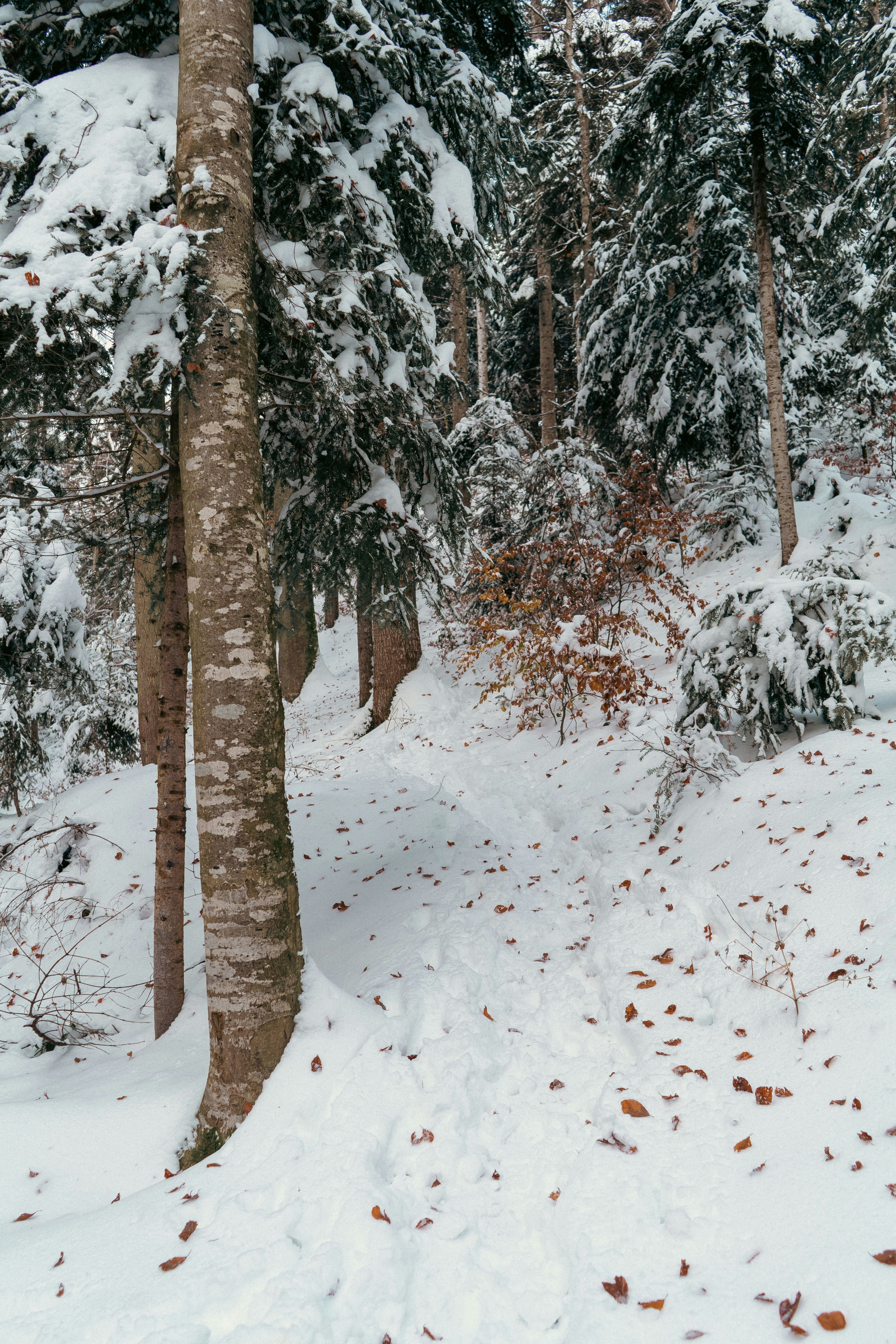 Snowbound Trail Through a Quiet Evergreen Corridor