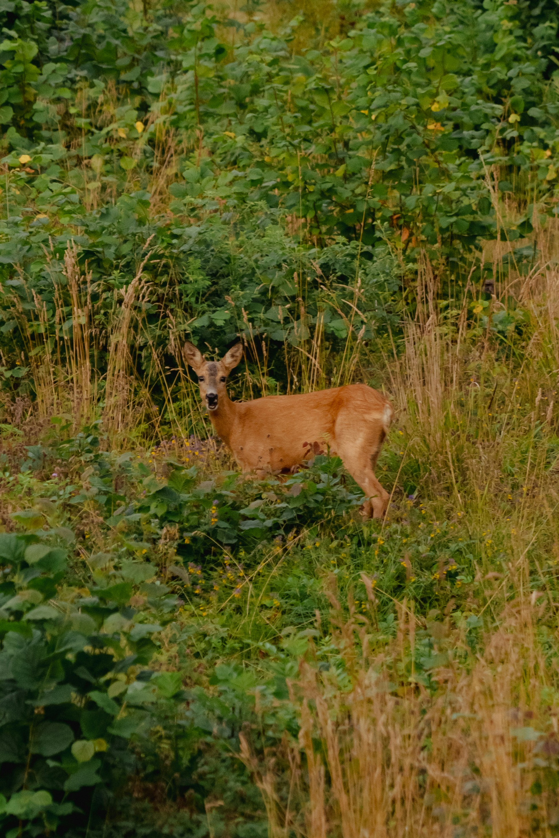 Deer at the Green Edge: a Quiet Pause in the Tall Grass